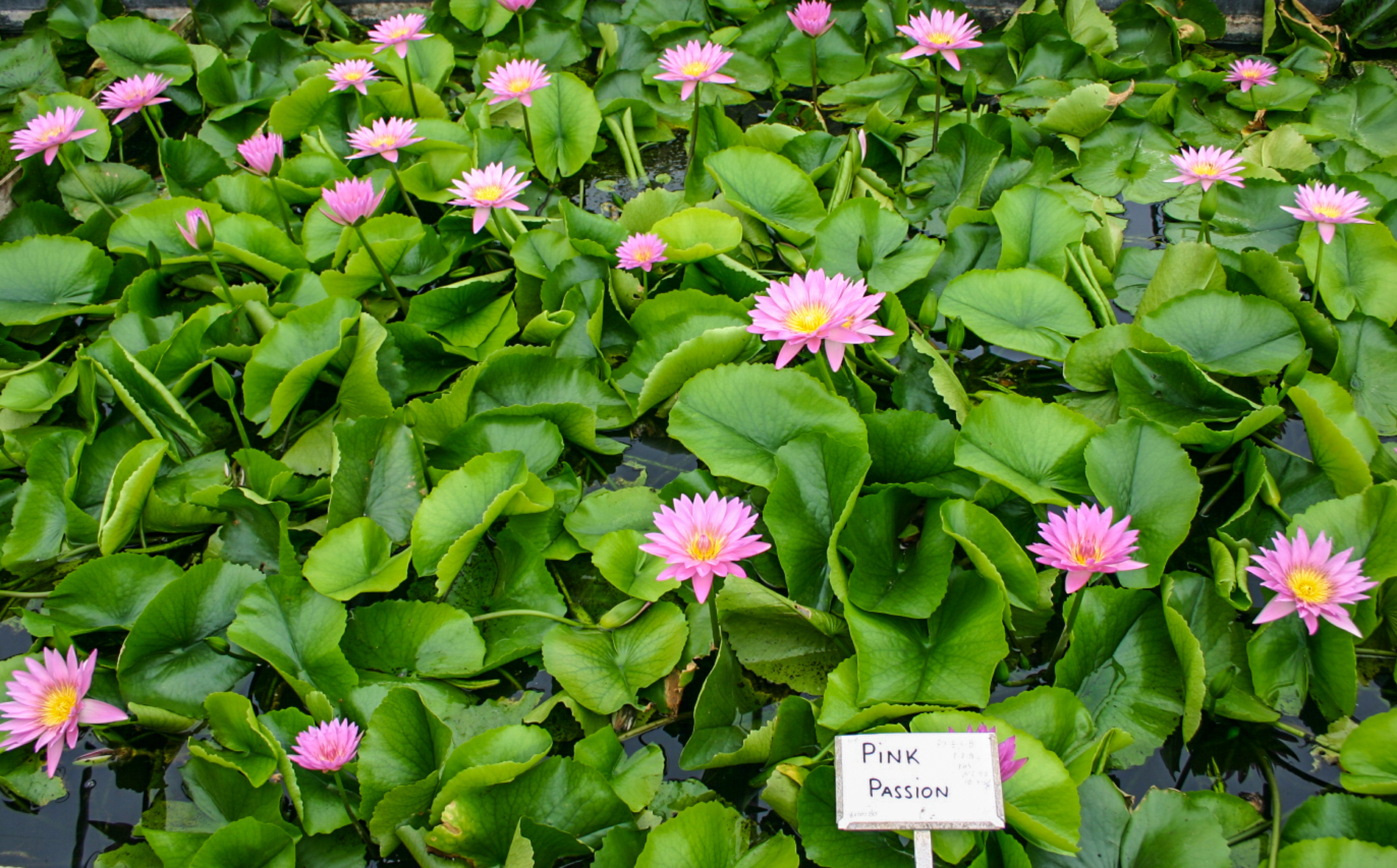 Nymphaea 'Pink Passion' — Florida Aquatic Nurseries