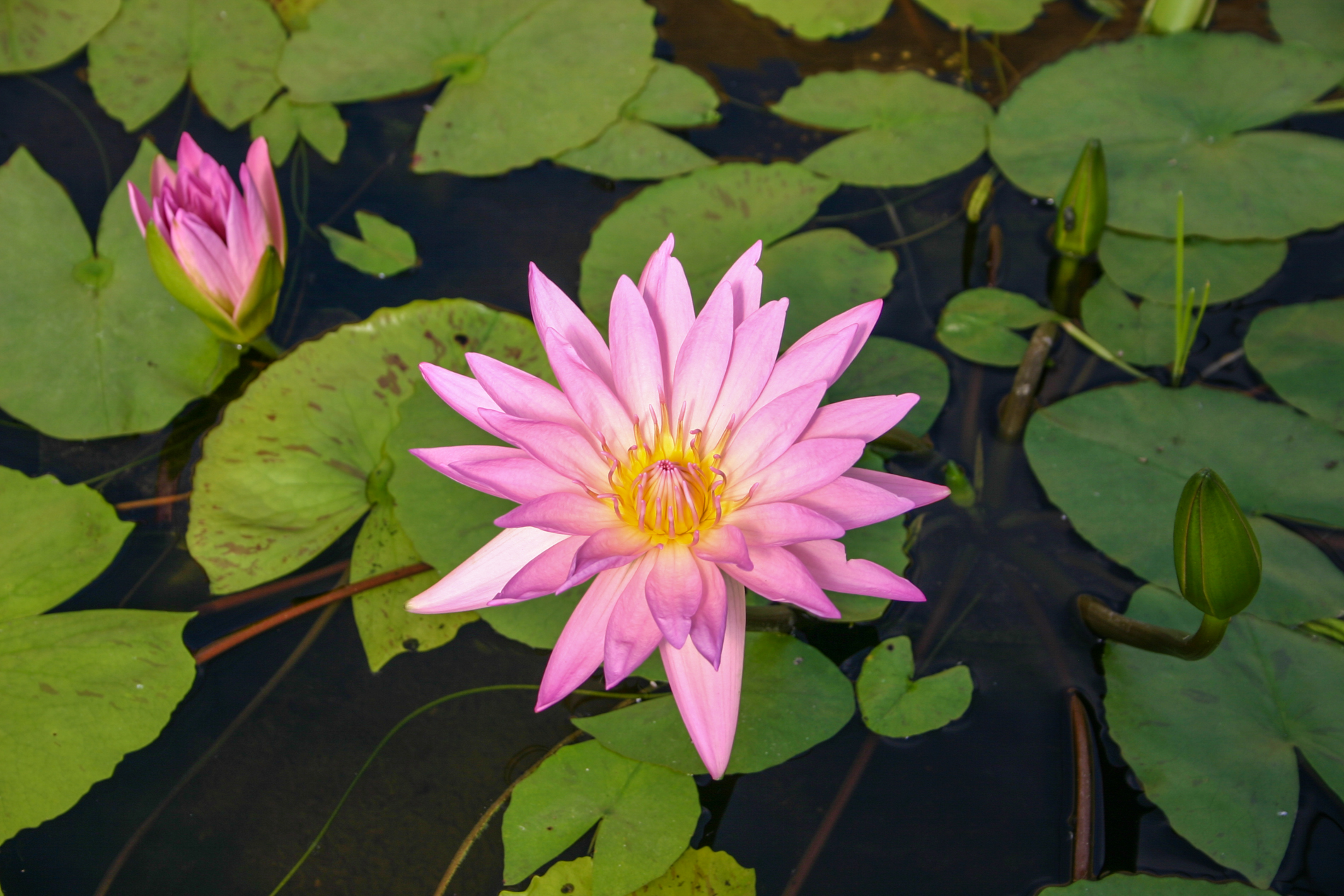 Nymphaea 'Pink Passion' — Florida Aquatic Nurseries