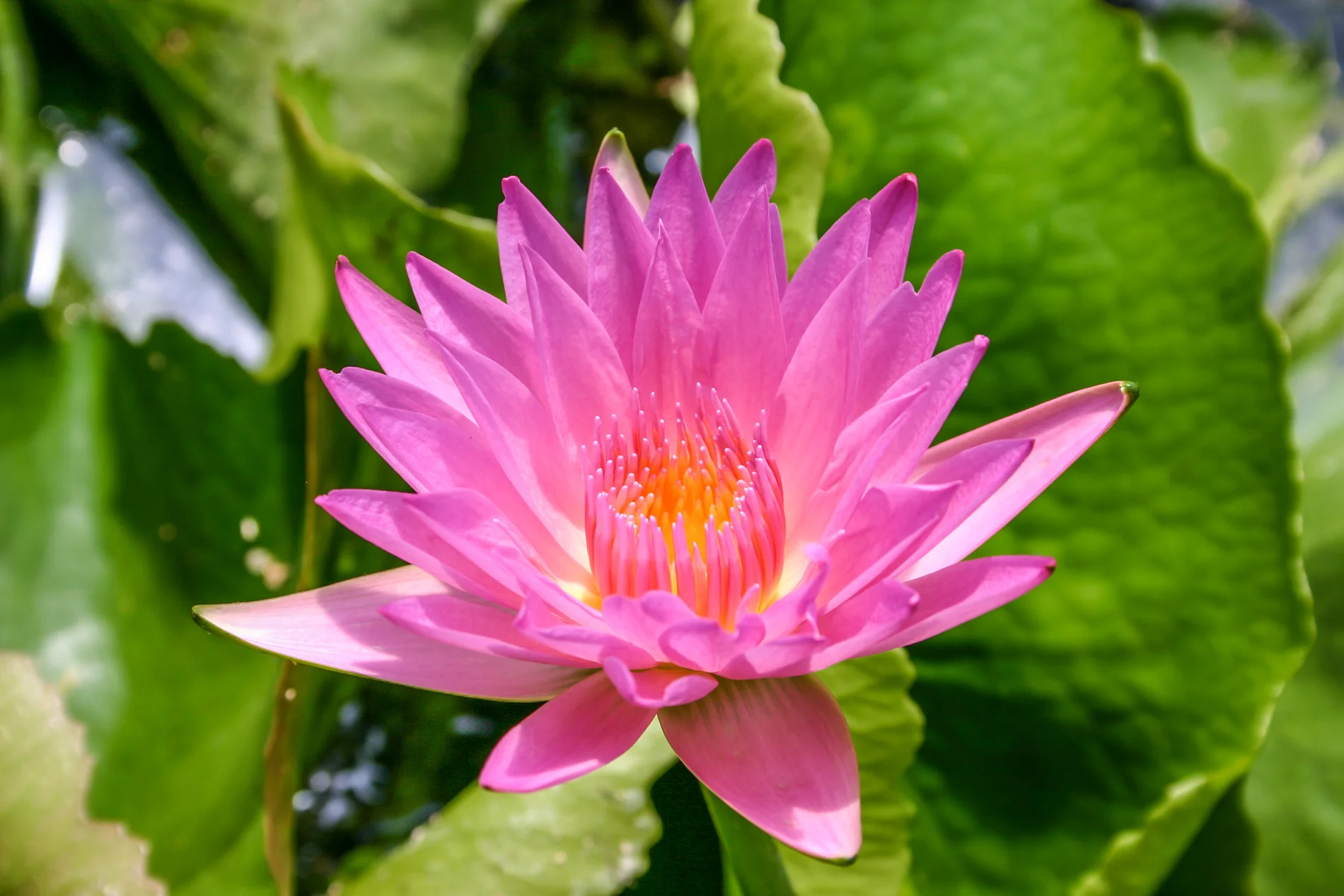 Nymphaea 'Pink Passion' — Florida Aquatic Nurseries