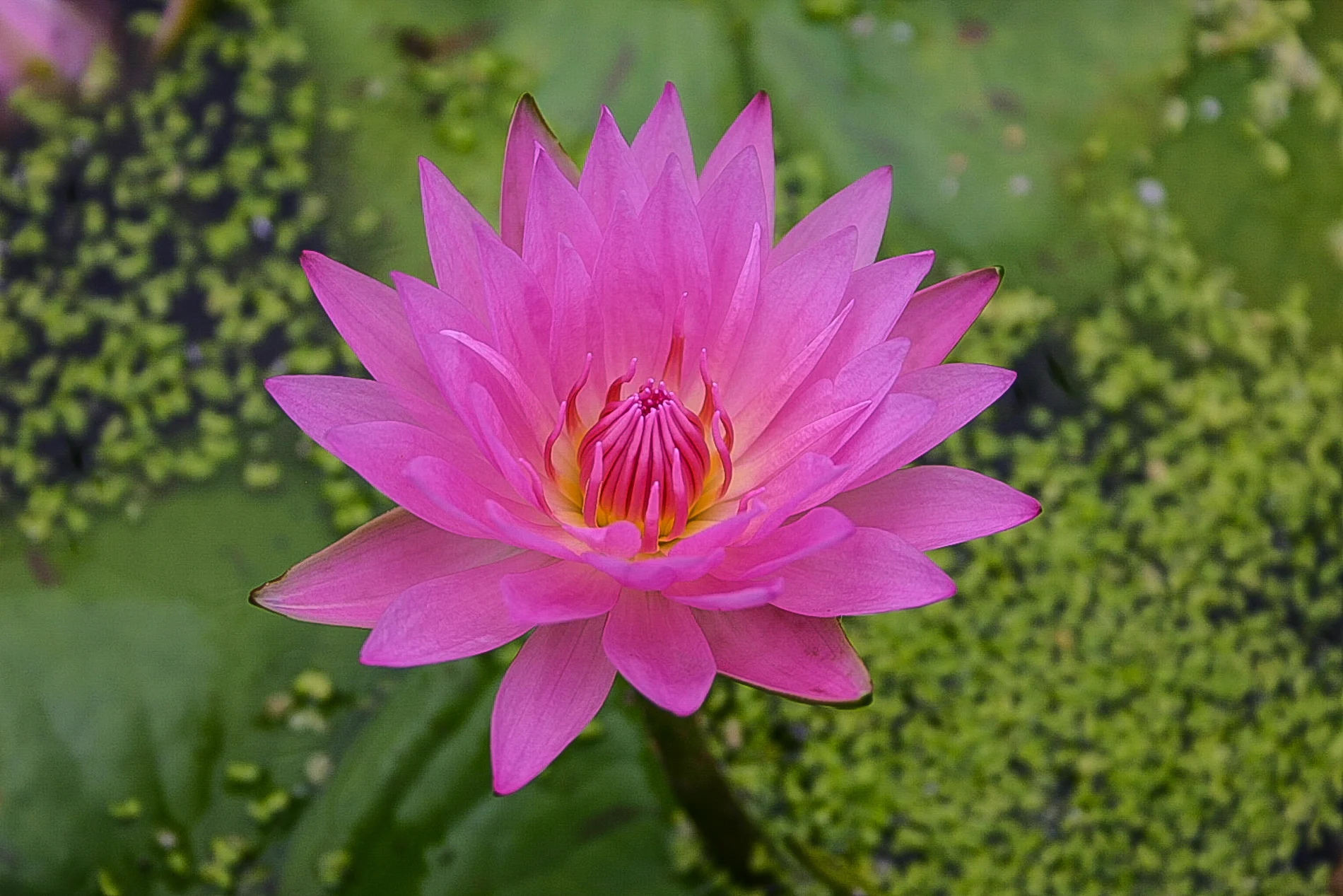 Nymphaea 'Pink Passion' — Florida Aquatic Nurseries