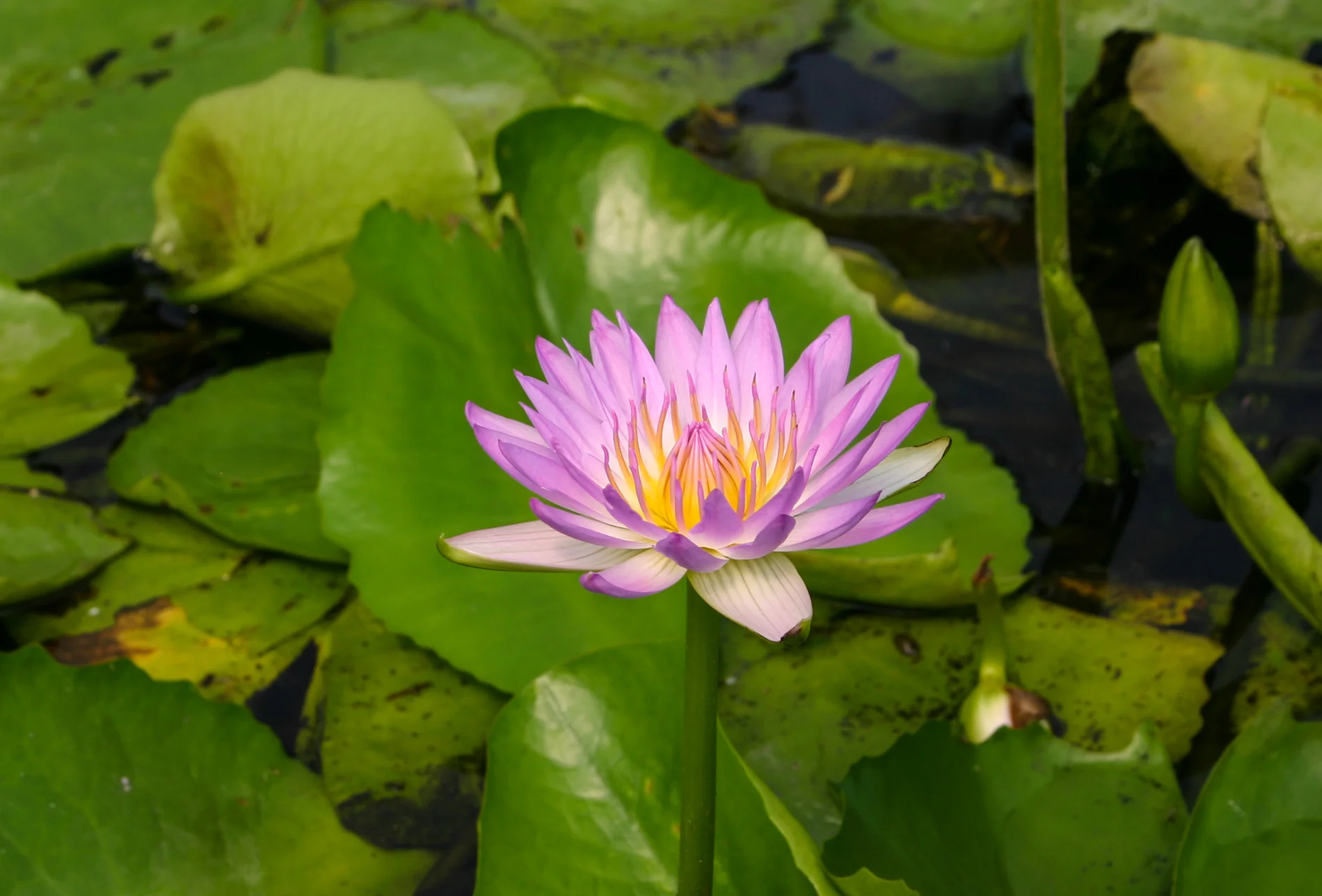 Nymphaea 'Pink Pearl' — Florida Aquatic Nurseries