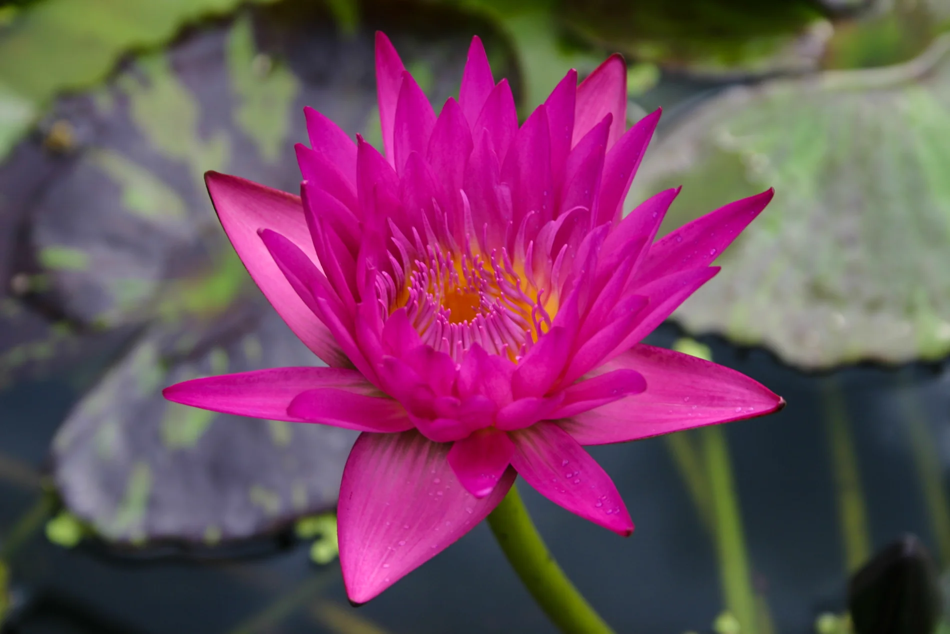 Nymphaea 'Miami Rose' — Florida Aquatic Nurseries