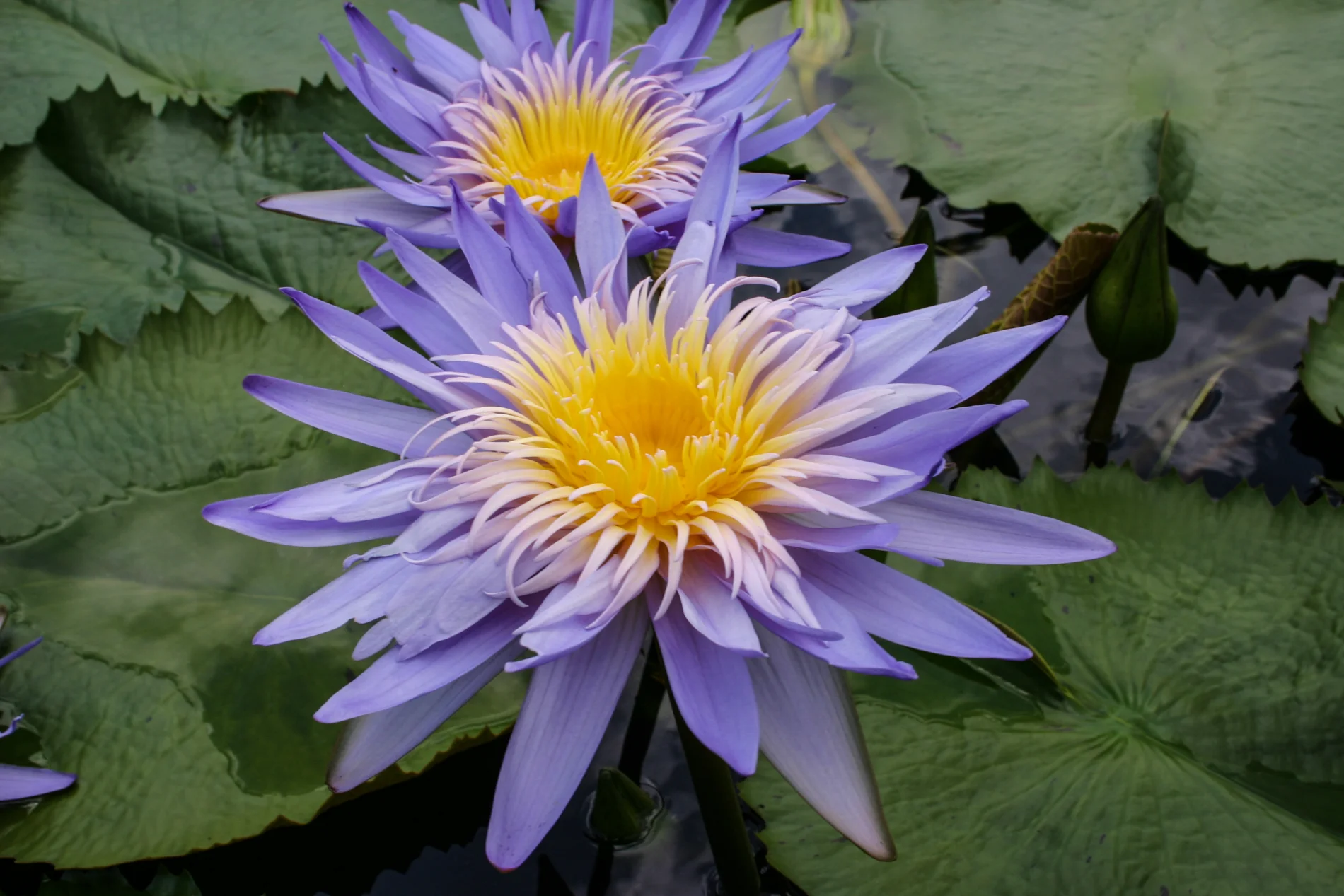 Nymphaea 'Alexis' — Florida Aquatic Nurseries