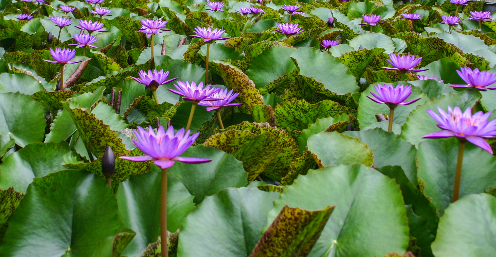 Nymphaea 'Lindsey Woods' — Florida Aquatic Nurseries