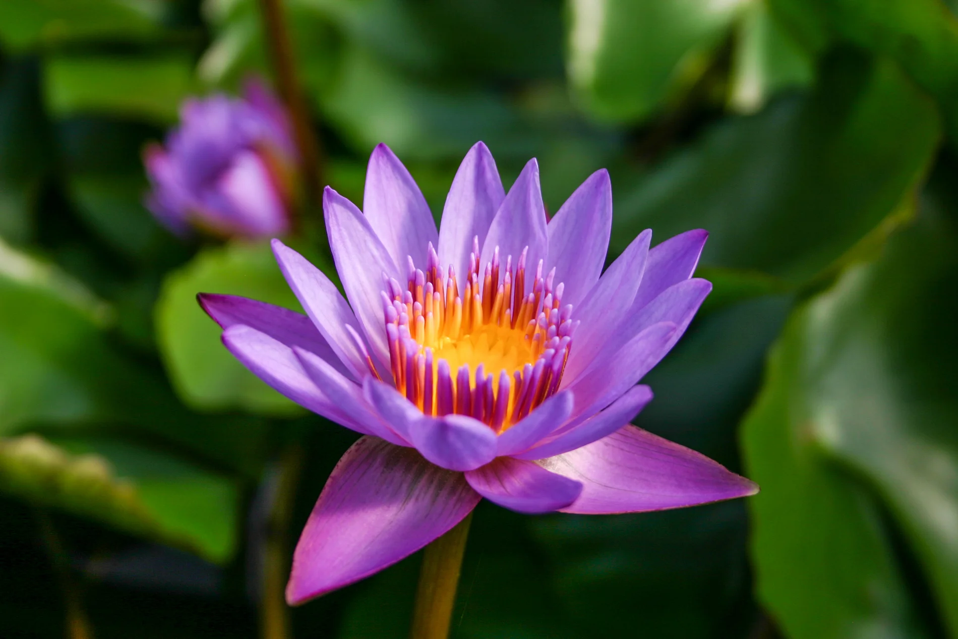 Nymphaea 'Panama Pacific' — Florida Aquatic Nurseries
