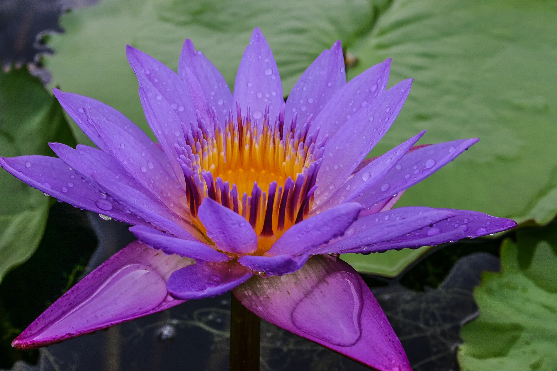 Nymphaea 'Panama Pacific' — Florida Aquatic Nurseries