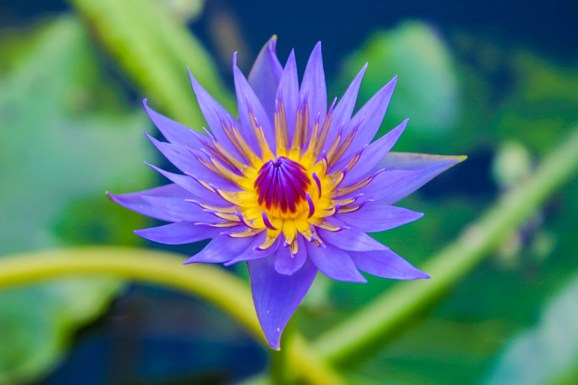 Nymphaea 'Rhonda Kay' — Florida Aquatic Nurseries