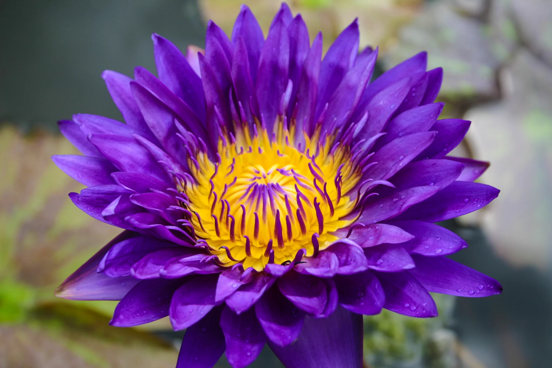 Nymphaea 'Tanzanite' — Florida Aquatic Nurseries