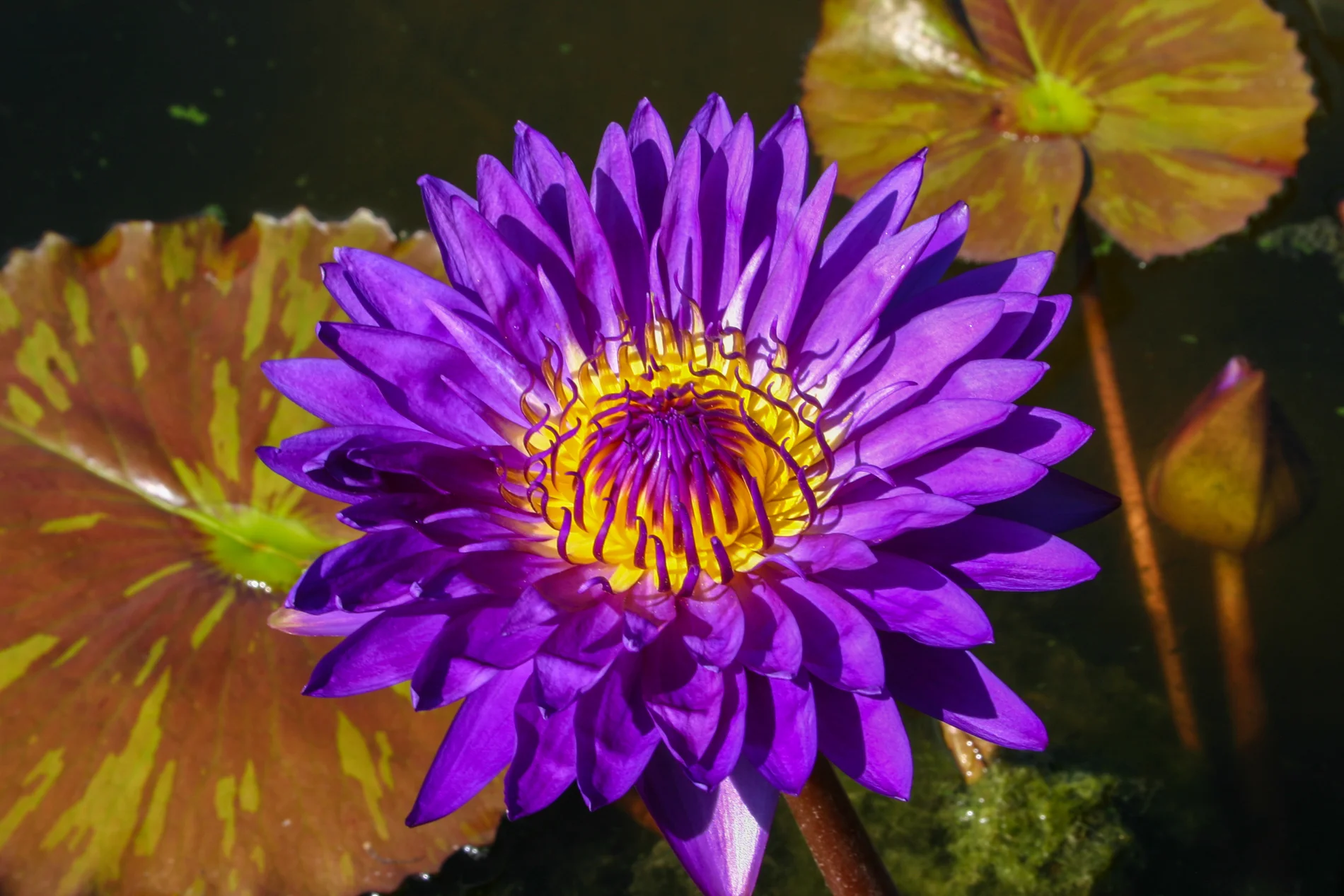 Nymphaea 'Tanzanite' — Florida Aquatic Nurseries