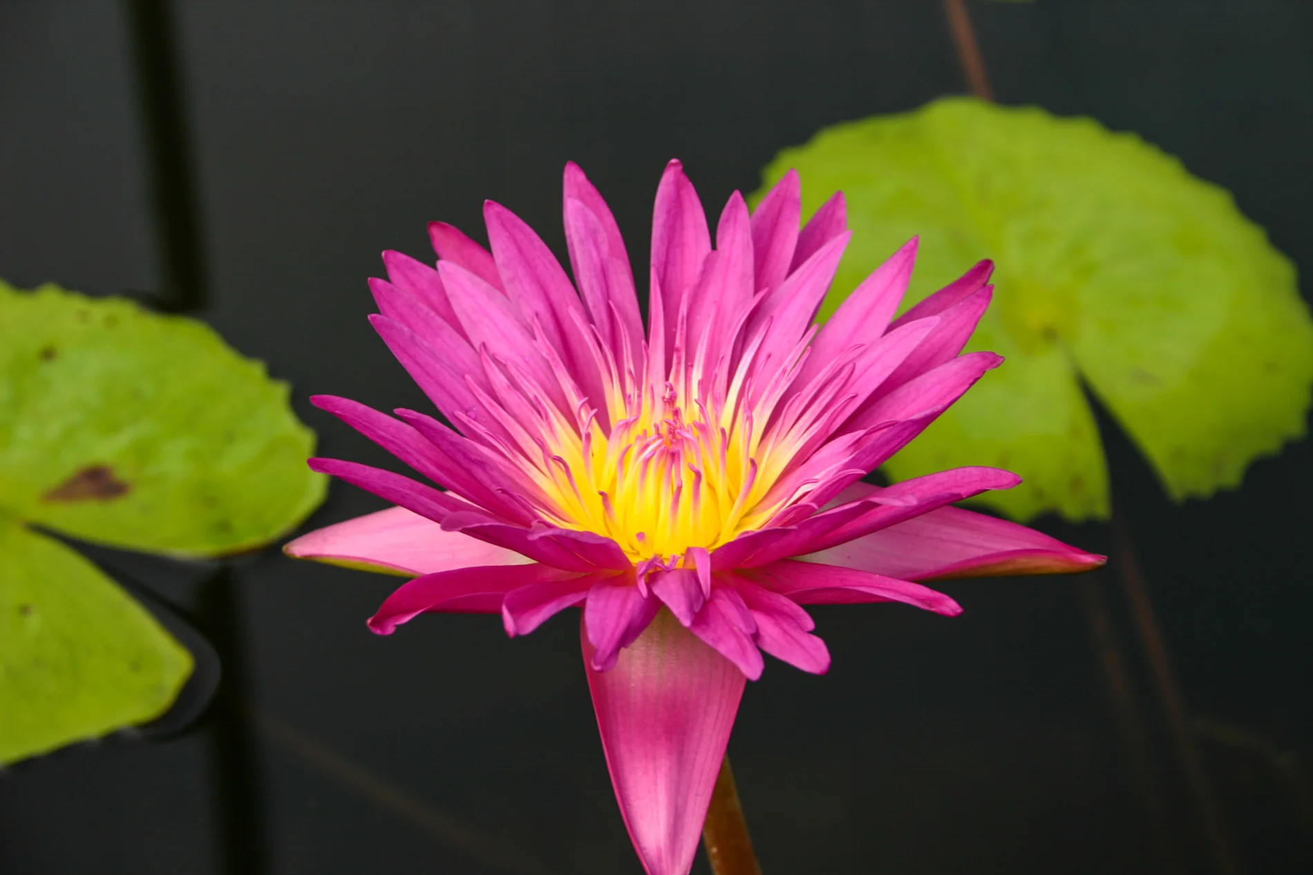 Nymphaea 'Charlie's Pride' — Florida Aquatic Nurseries