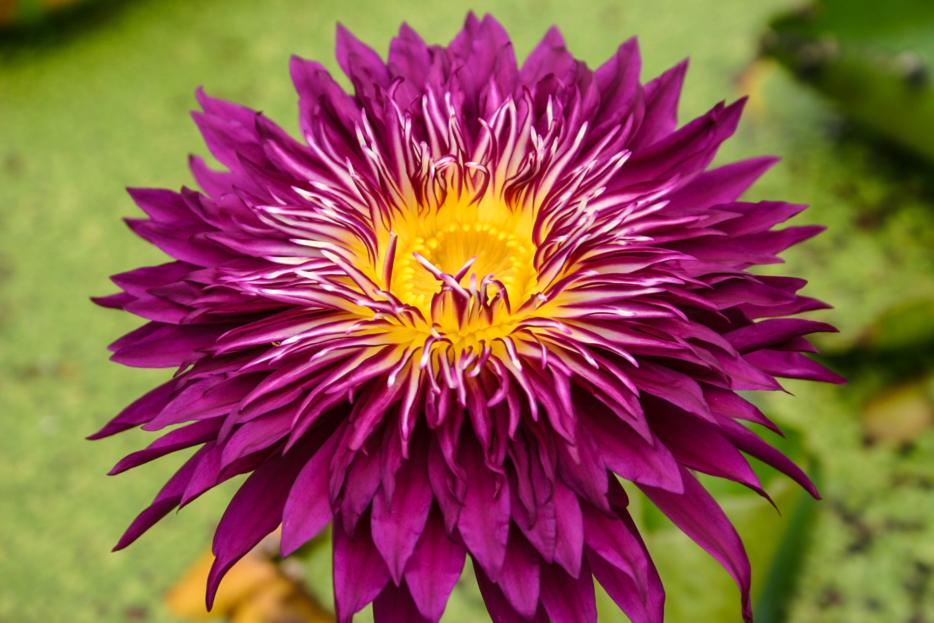 Nymphaea 'Scarlet Flame' — Florida Aquatic Nurseries