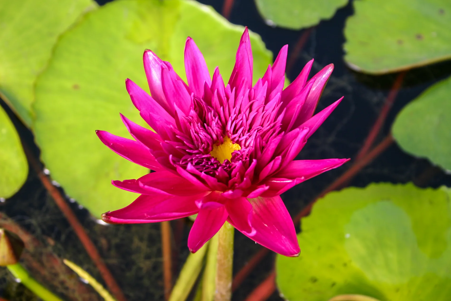 Nymphaea 'Scarlet Flame' — Florida Aquatic Nurseries