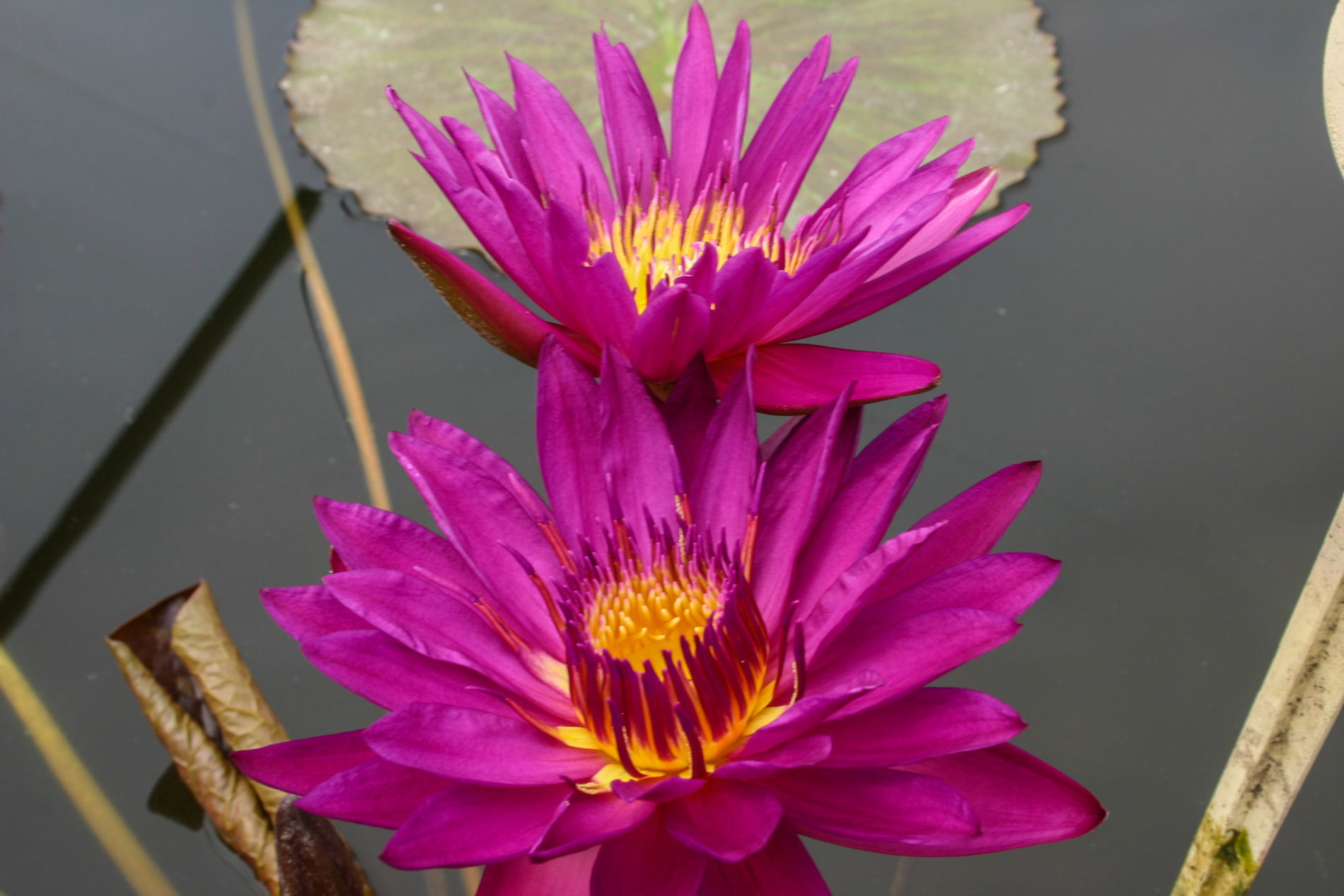 Nymphaea 'Virginia Mclane' — Florida Aquatic Nurseries