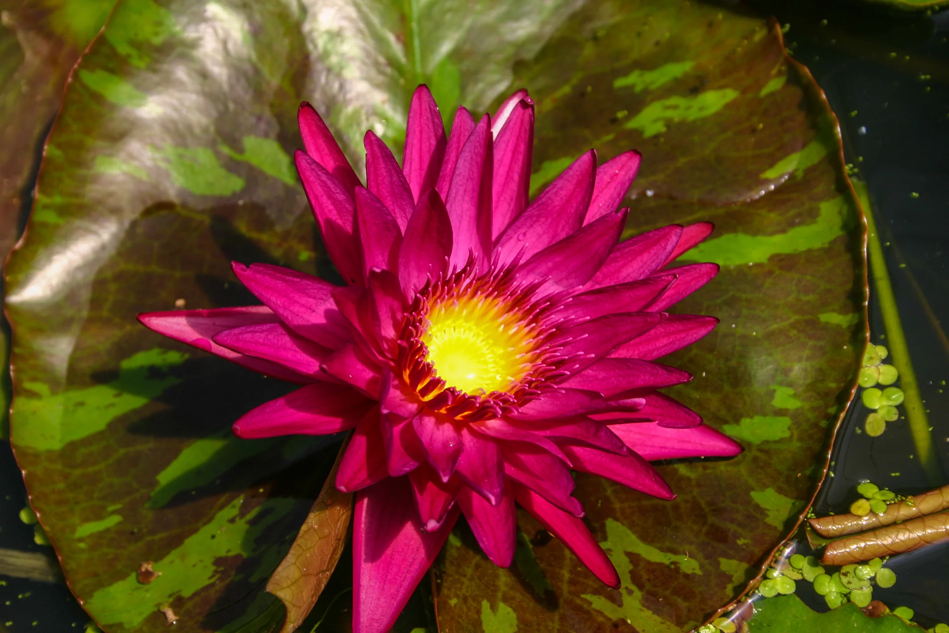 Nymphaea 'Virginia Mclane' — Florida Aquatic Nurseries