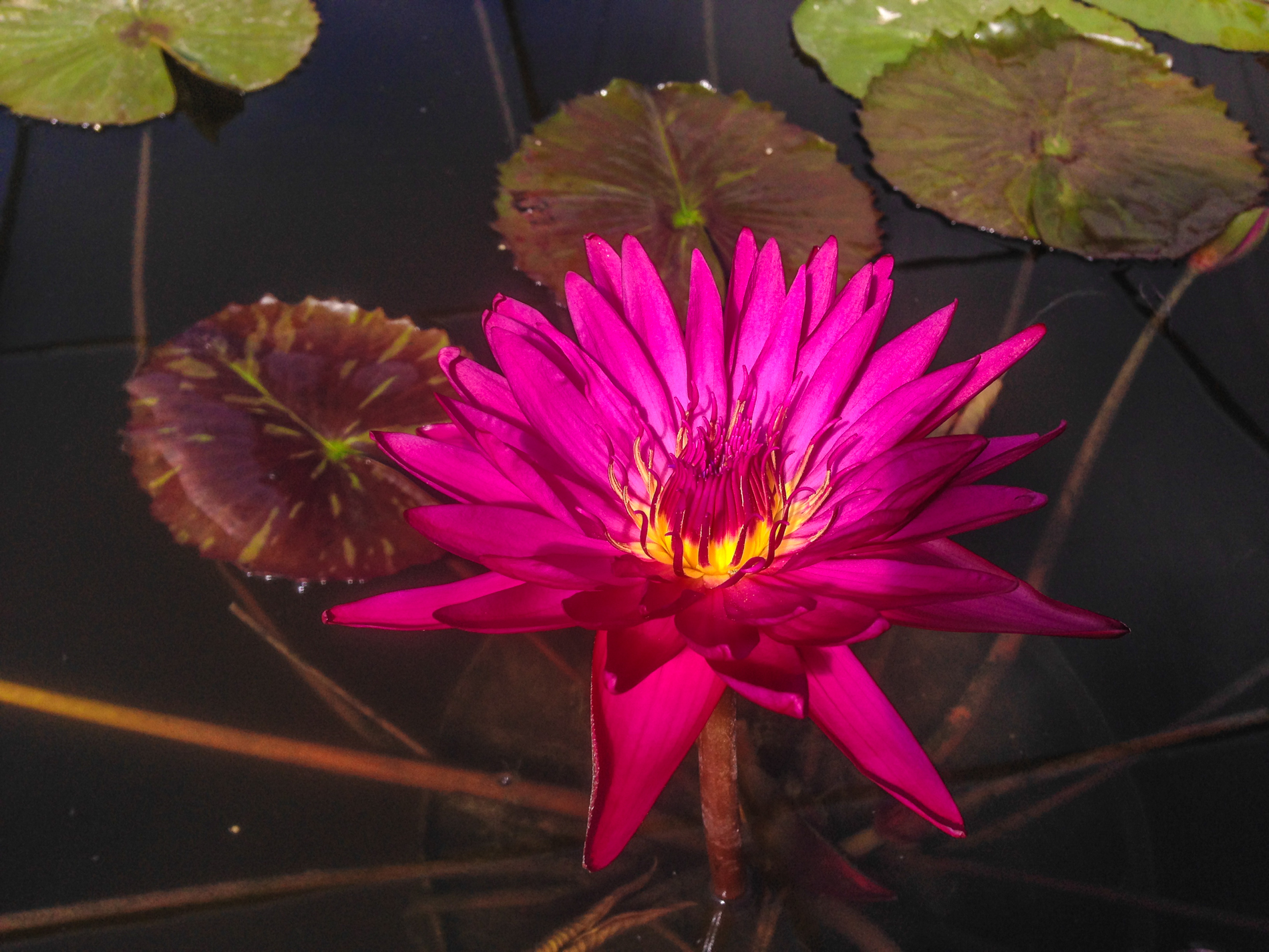 Nymphaea 'Virginia Mclane' — Florida Aquatic Nurseries