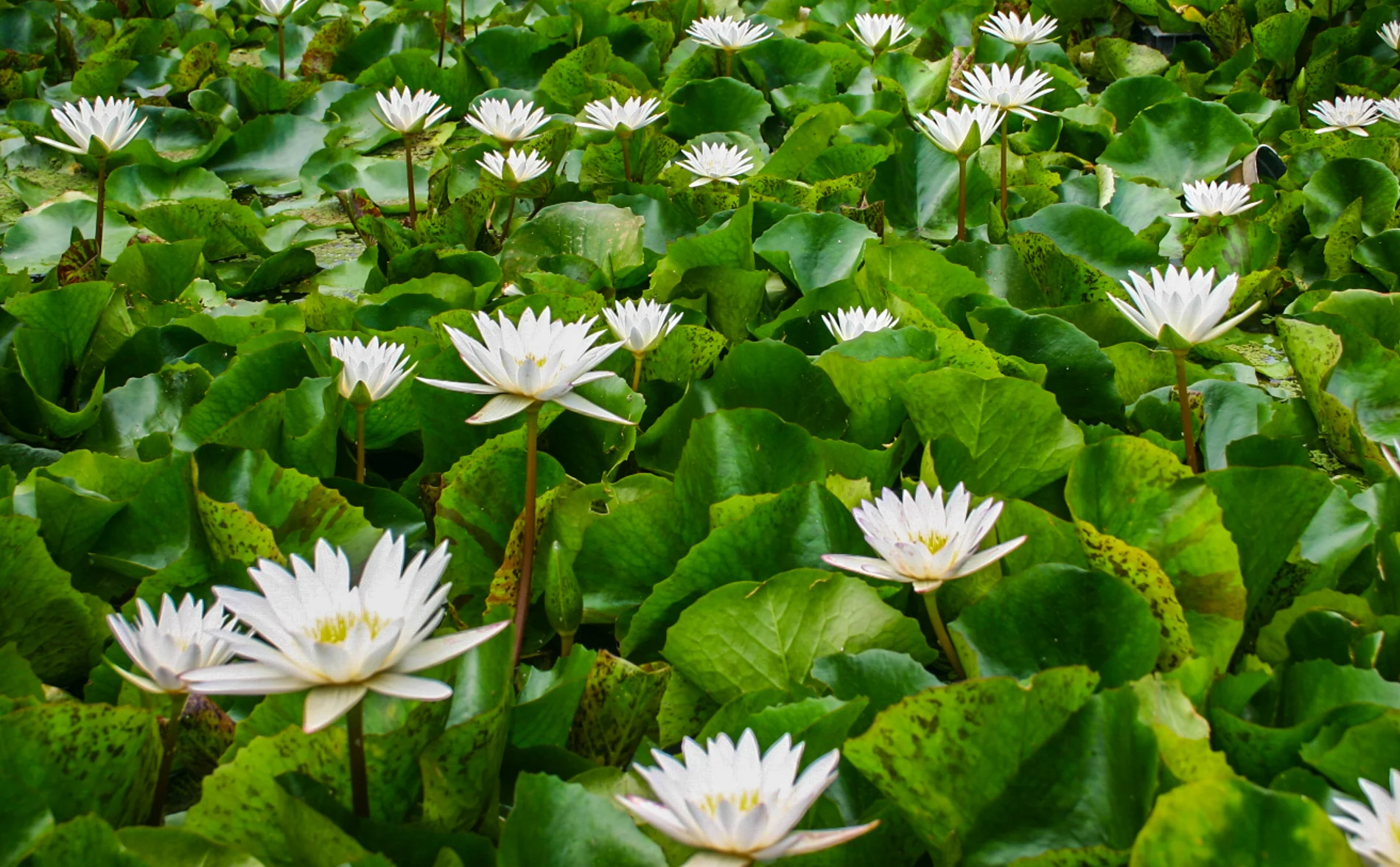 Nymphaea 'Innocence' — Florida Aquatic Nurseries