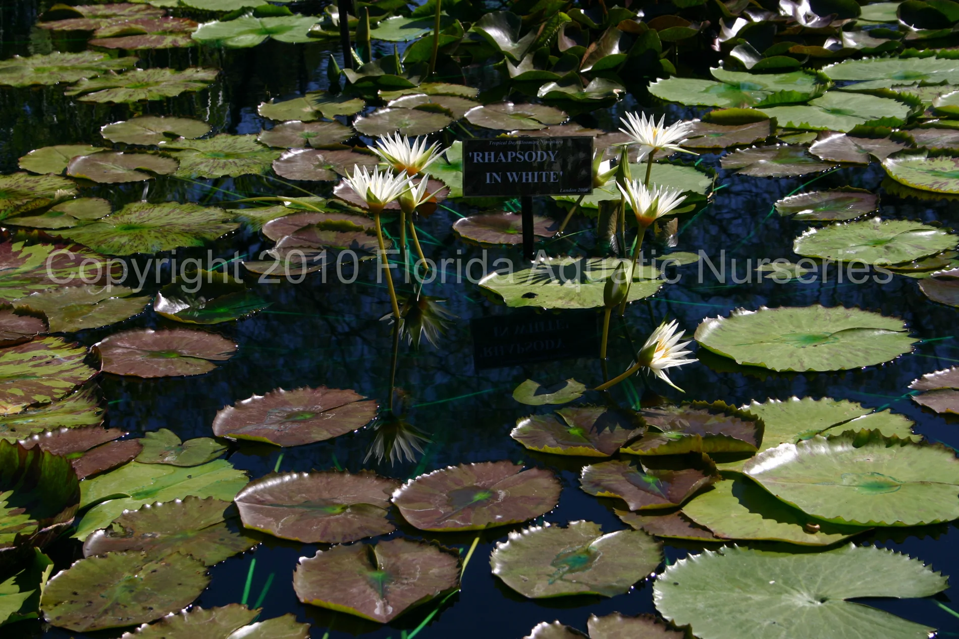 Nymphaea 'Rhapsody in White' — Florida Aquatic Nurseries