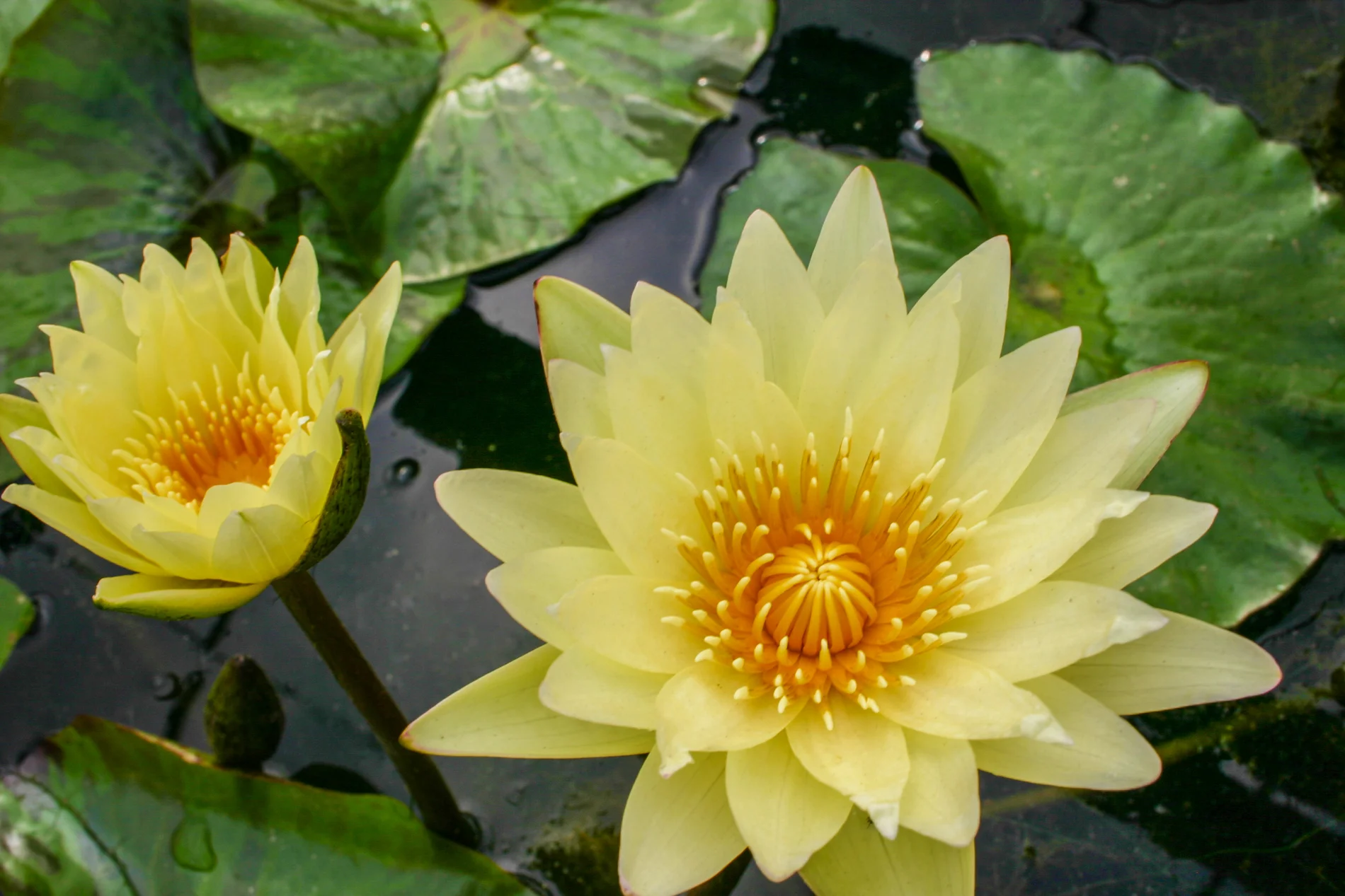 Nymphaea 'Carla's Sonshine' — Florida Aquatic Nurseries