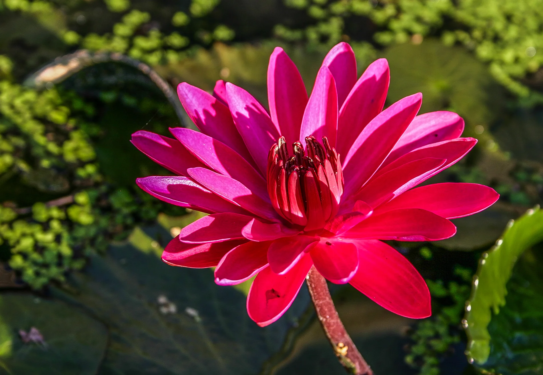 Nymphaea 'Antares' — Florida Aquatic Nurseries