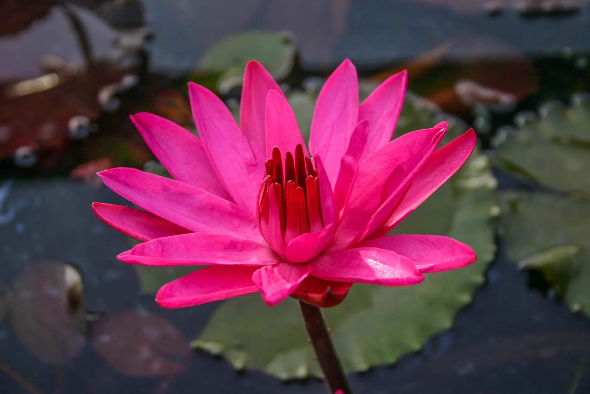 Nymphaea 'Red Cup' — Florida Aquatic Nurseries