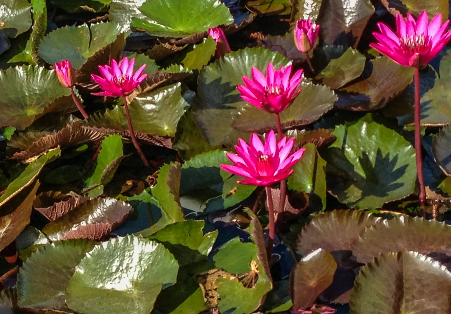 Nymphaea 'Red Cup' — Florida Aquatic Nurseries