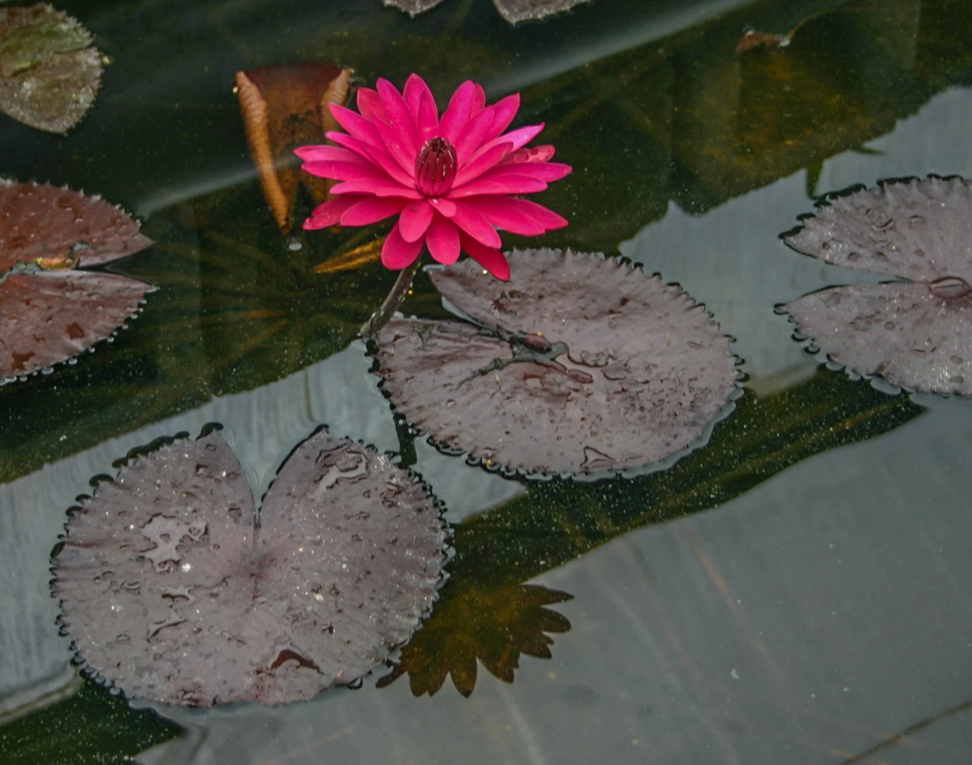 Nymphaea 'Red Flare' — Florida Aquatic Nurseries
