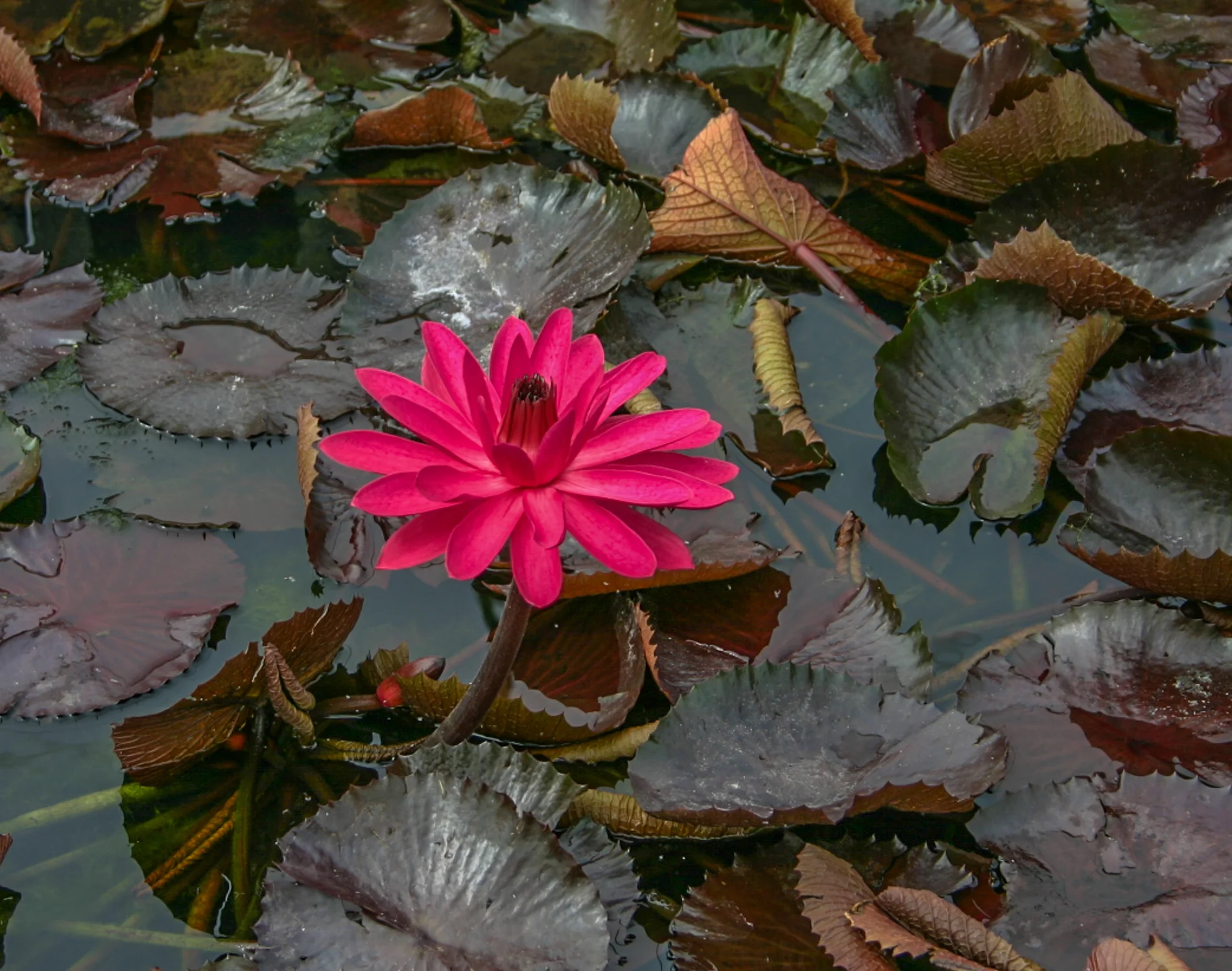 Nymphaea 'Red Flare' — Florida Aquatic Nurseries