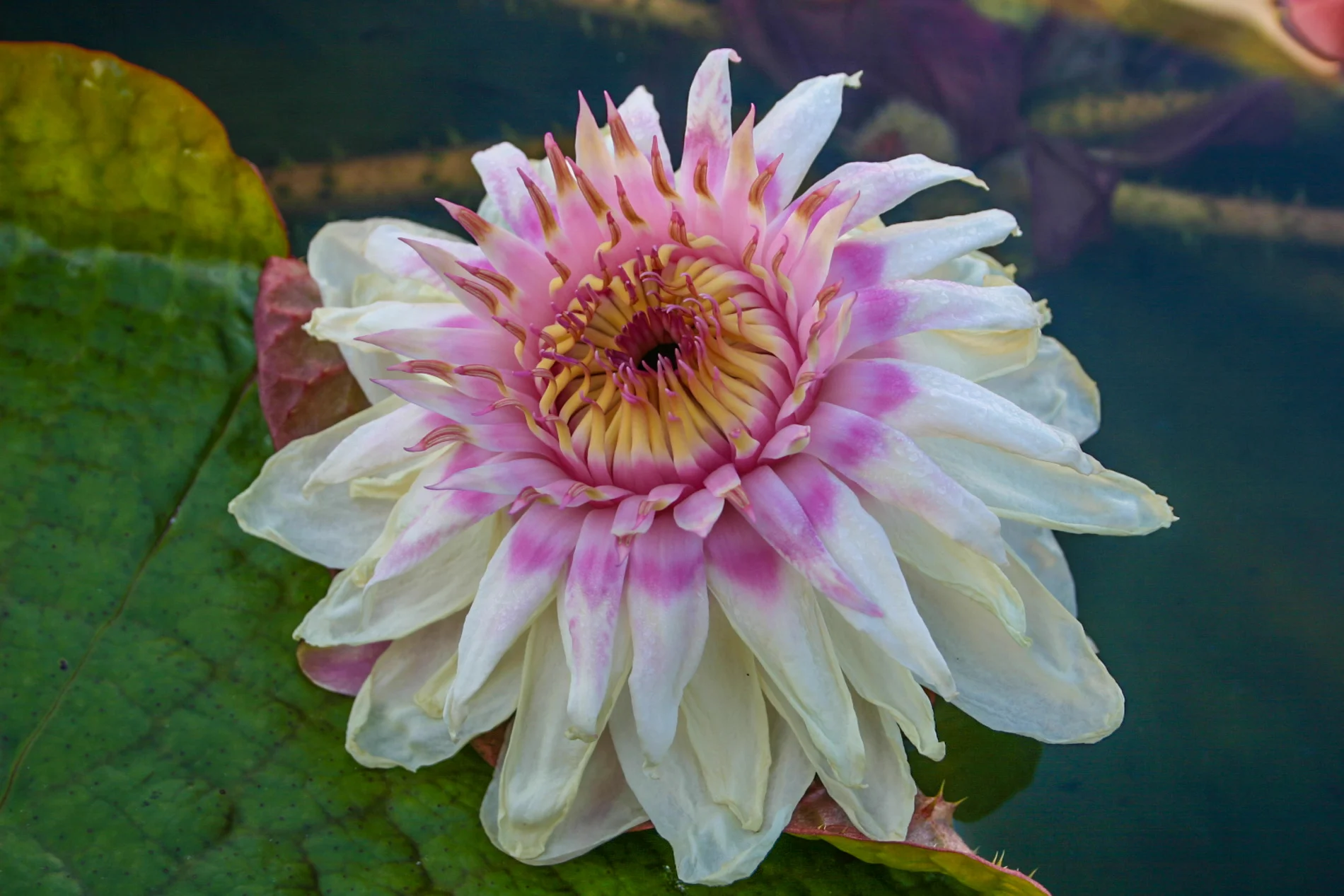 Victoria cruziana — Florida Aquatic Nurseries