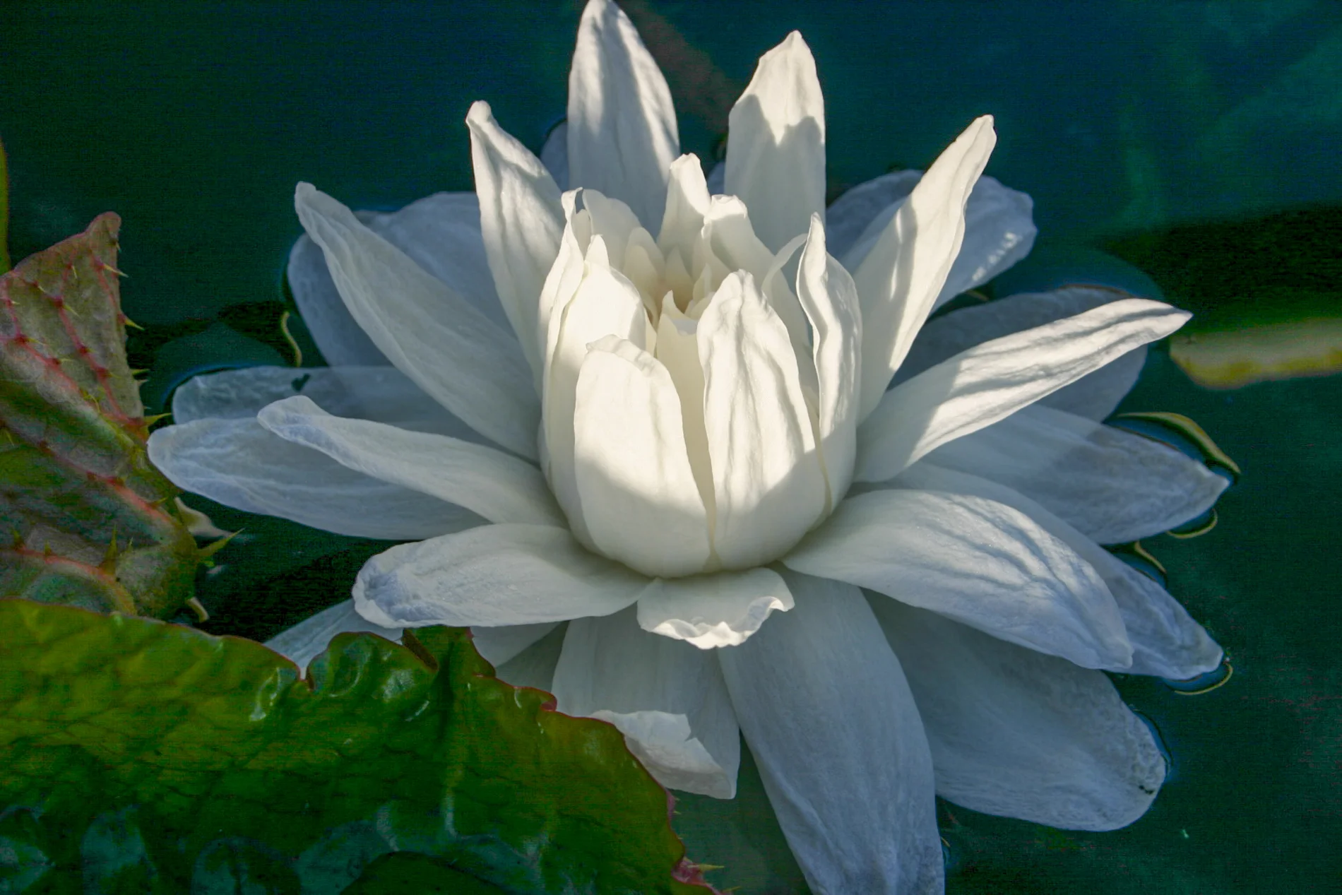 Victoria cruziana — Florida Aquatic Nurseries
