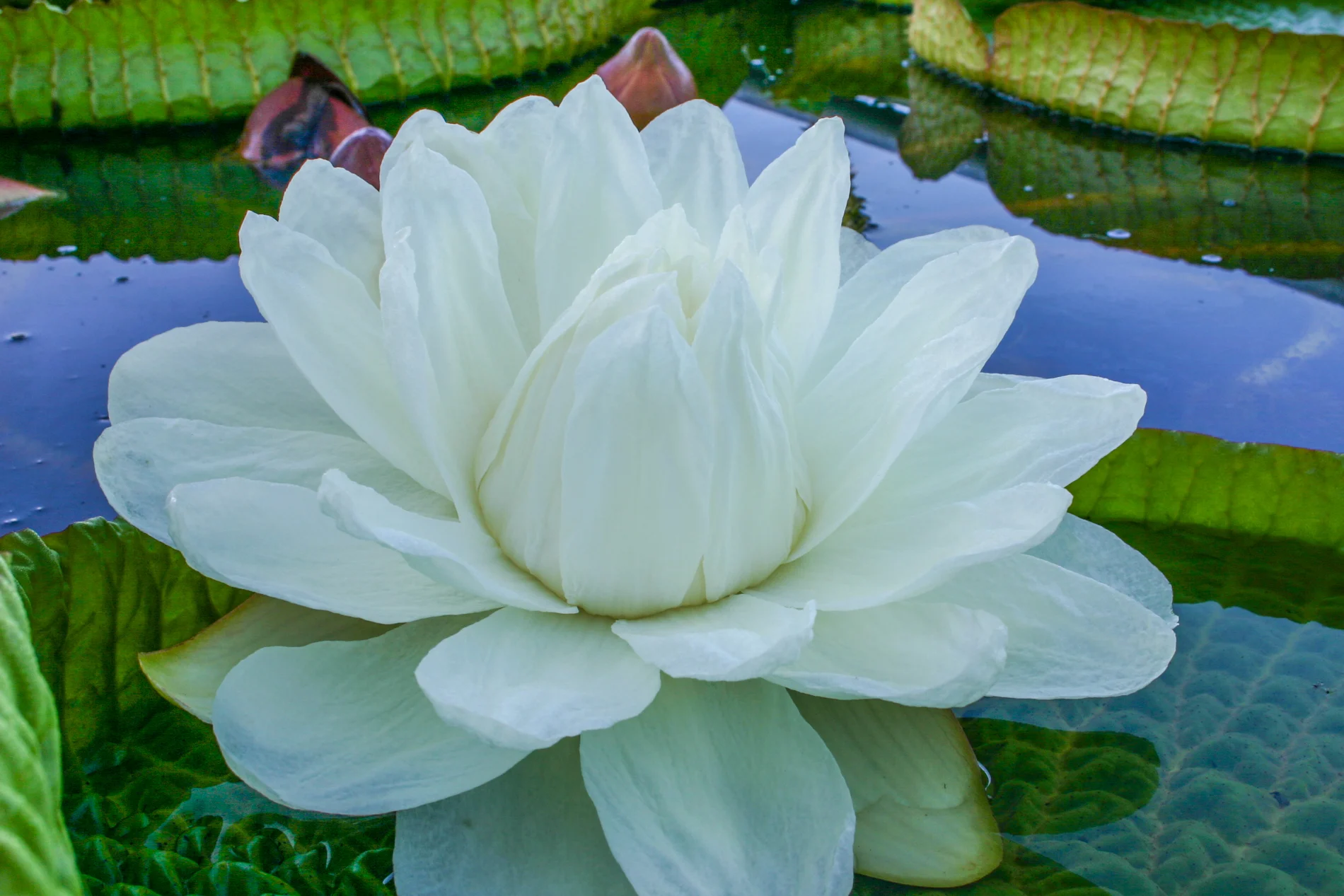 Victoria cruziana — Florida Aquatic Nurseries