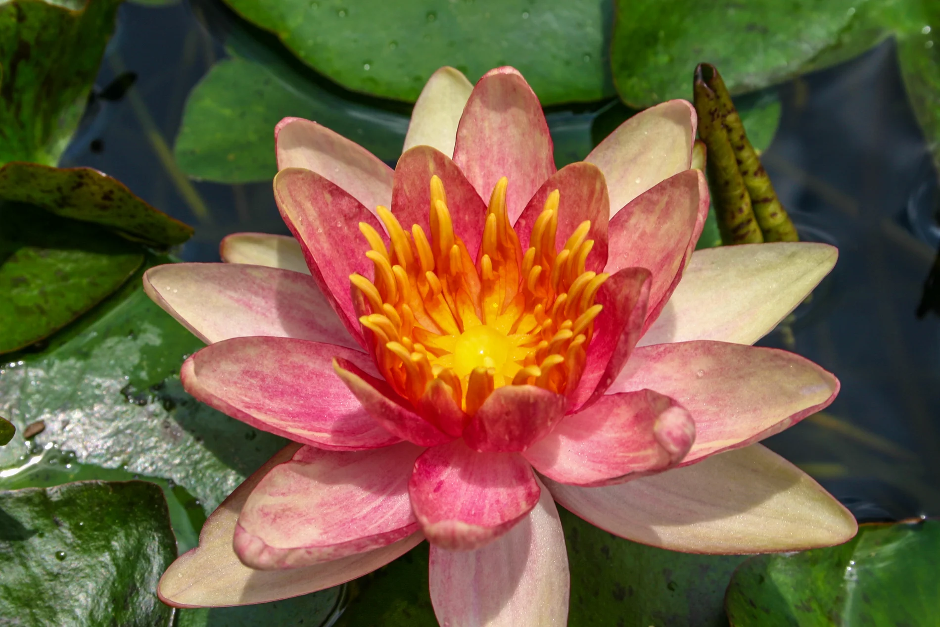 Nymphaea 'Aurora' — Florida Aquatic Nurseries