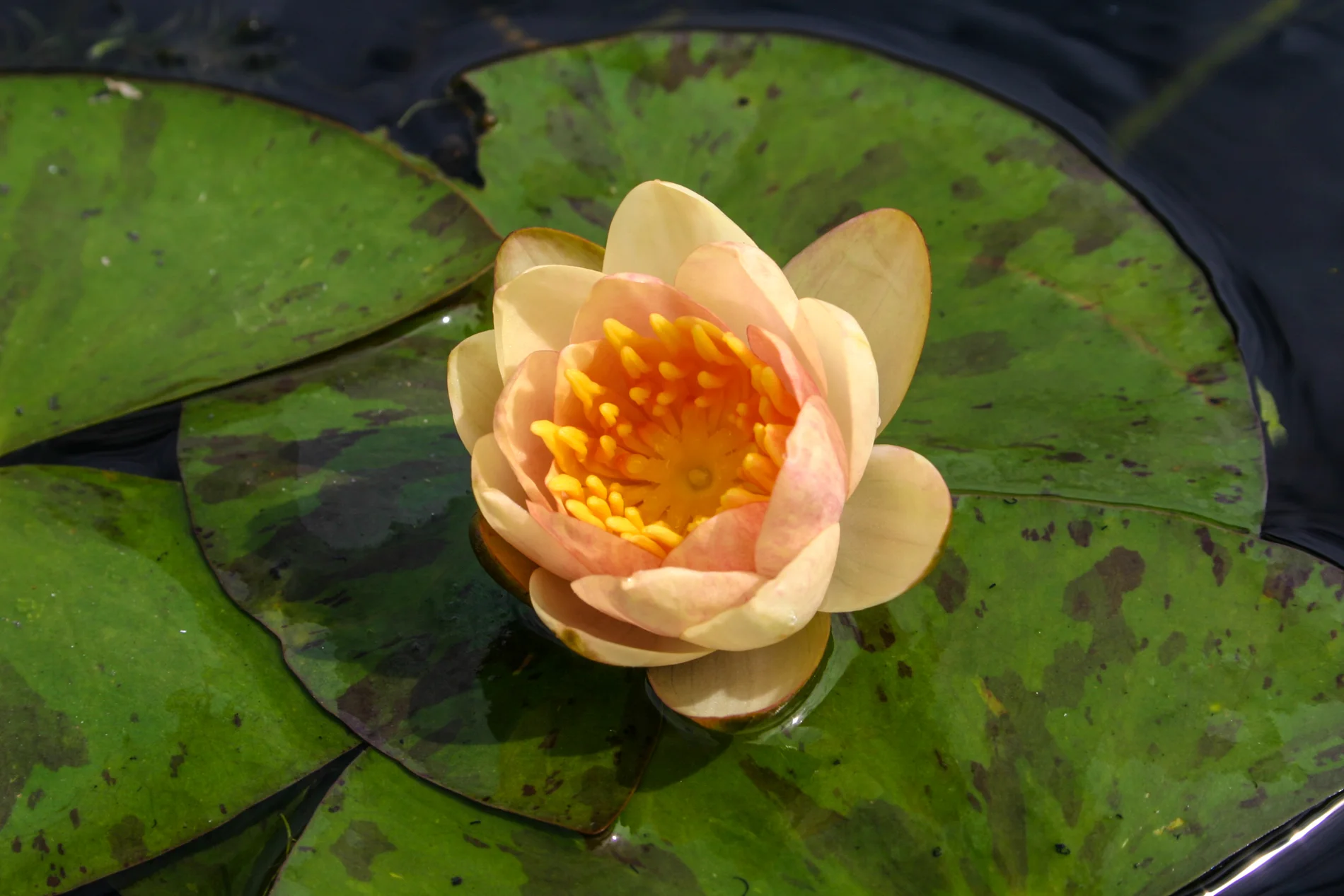 Nymphaea 'Chrysantha' — Florida Aquatic Nurseries