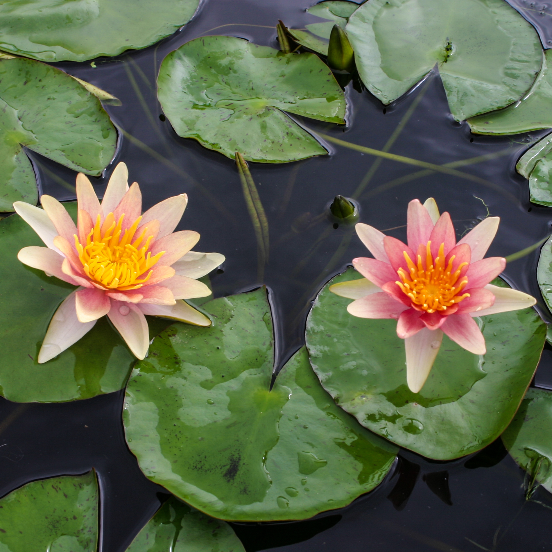 Nymphaea 'Sioux' — Florida Aquatic Nurseries