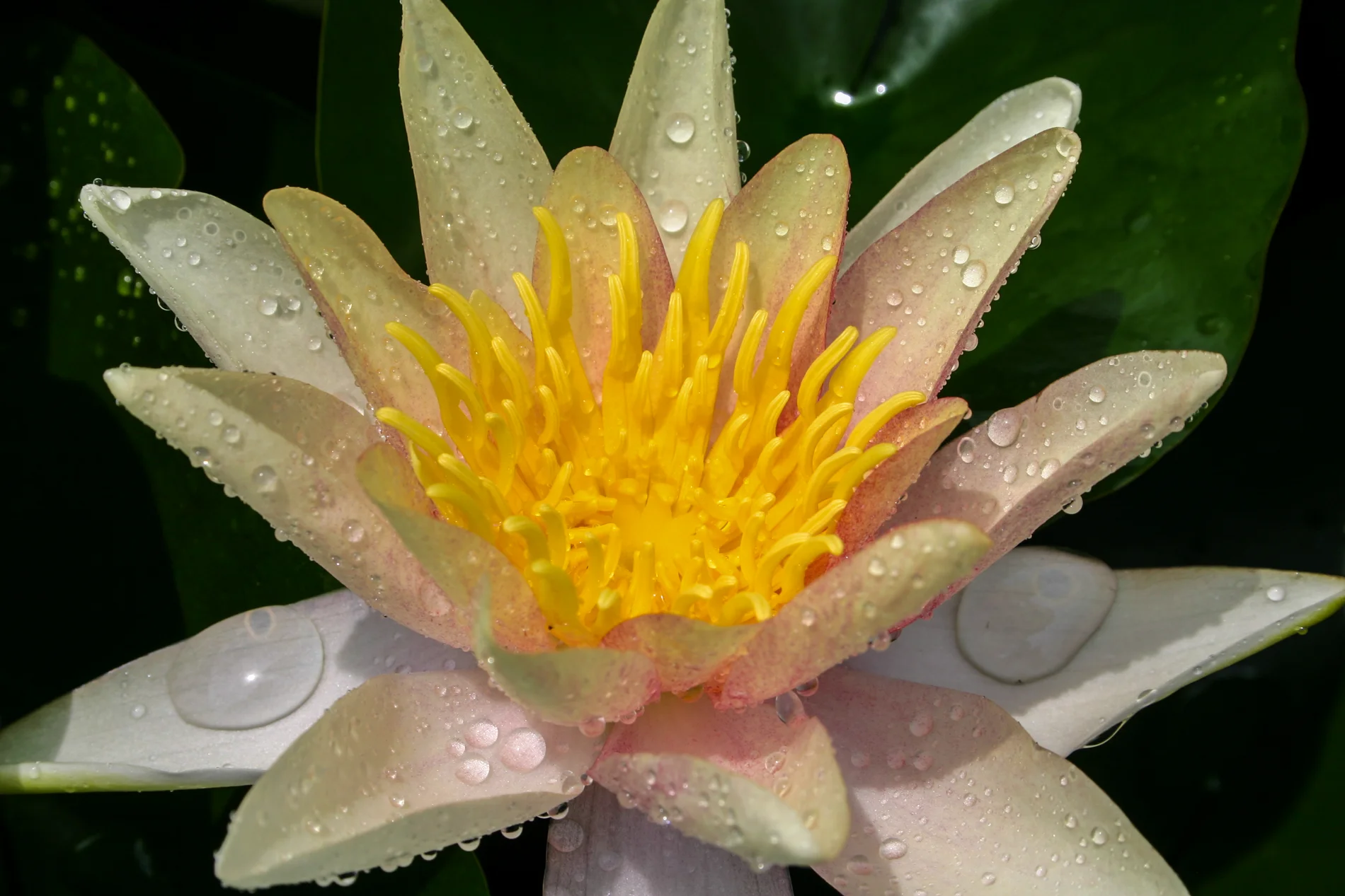 Nymphaea 'Sioux' — Florida Aquatic Nurseries