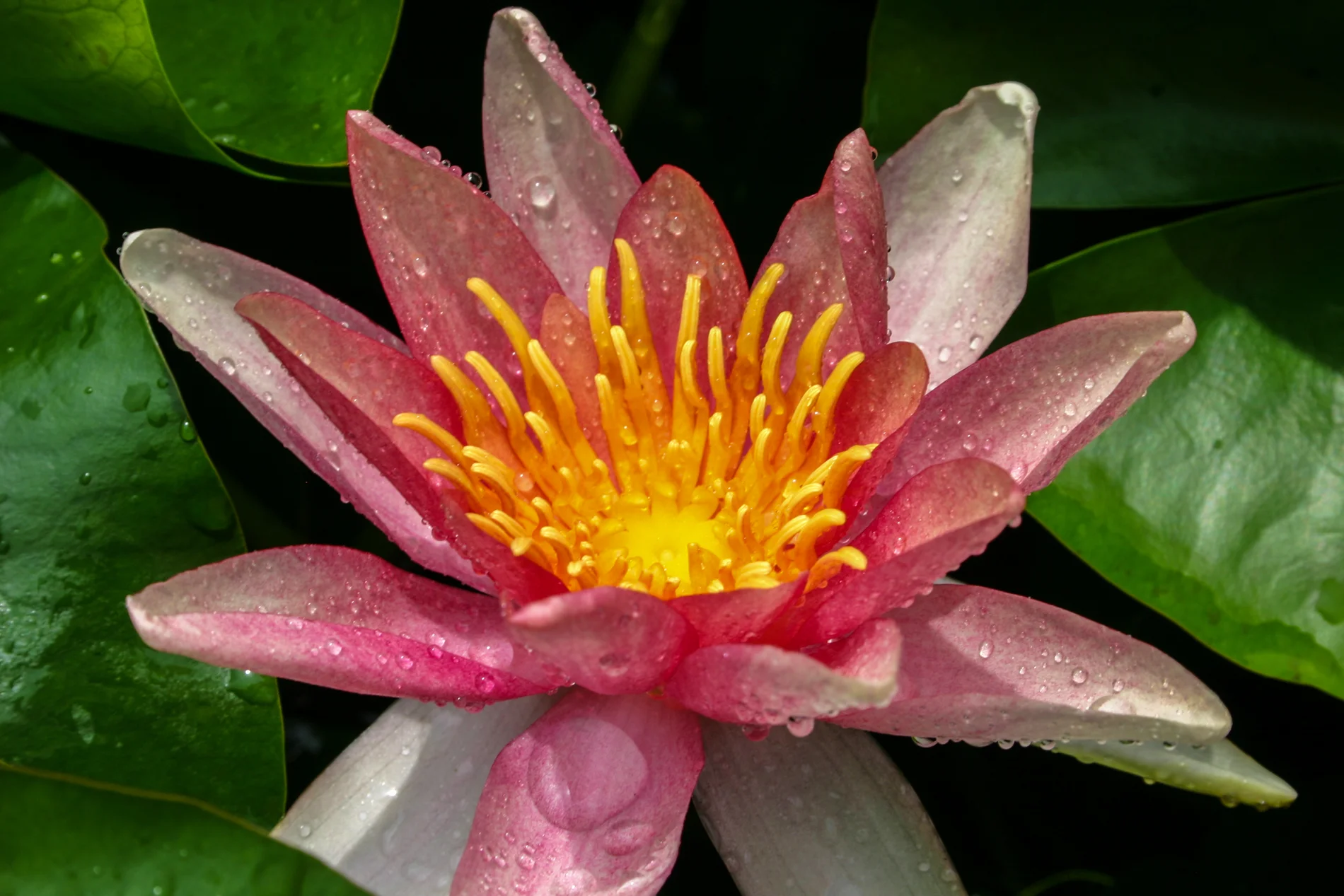 Nymphaea 'Sioux' — Florida Aquatic Nurseries