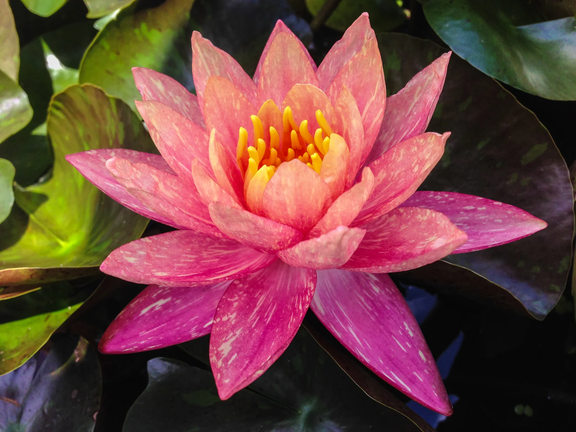 Nymphaea 'Wanvisa' — Florida Aquatic Nurseries