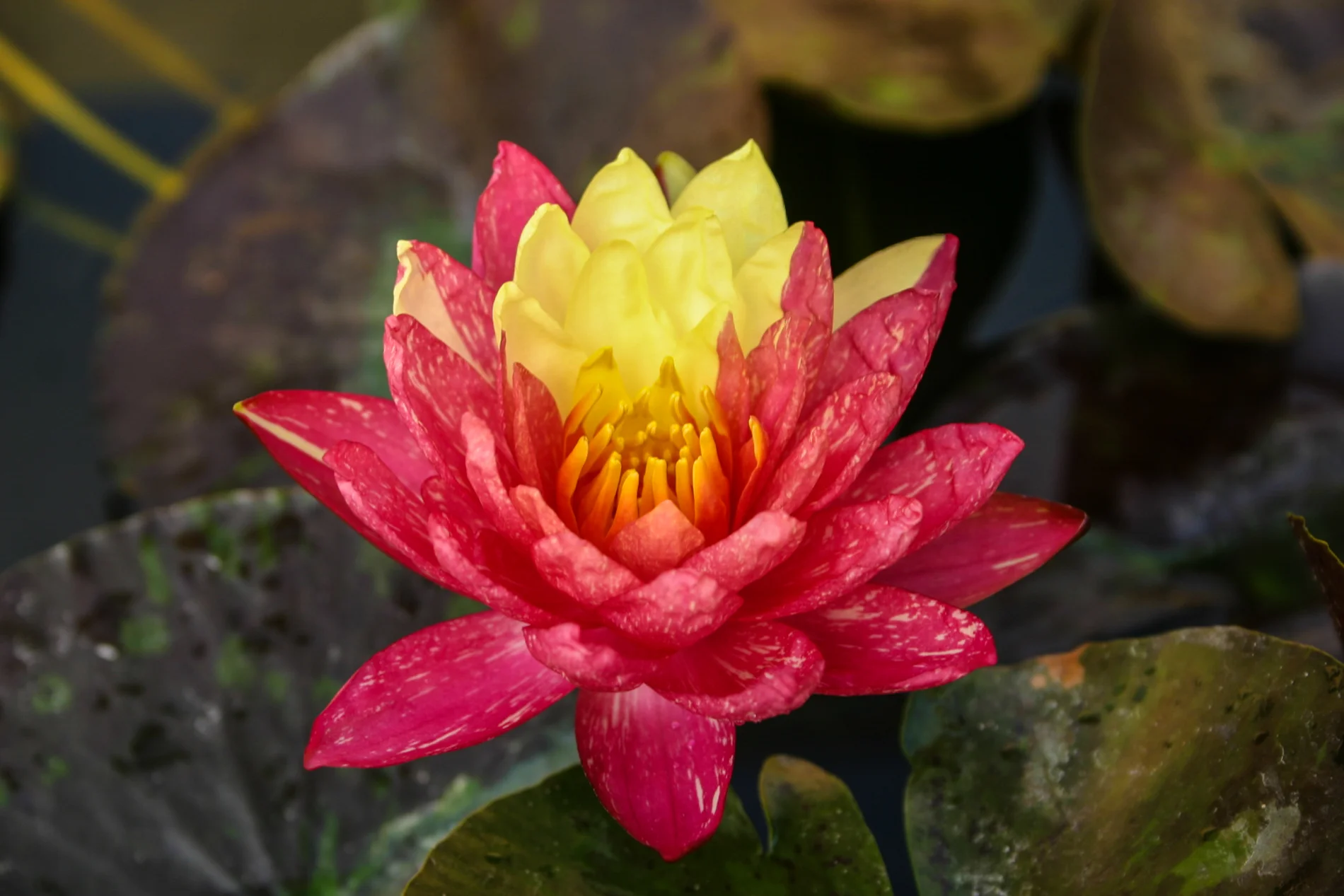 Nymphaea 'Wanvisa' — Florida Aquatic Nurseries