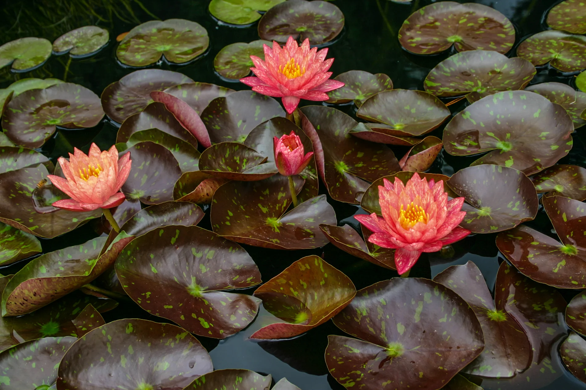 Nymphaea 'Wanvisa' — Florida Aquatic Nurseries