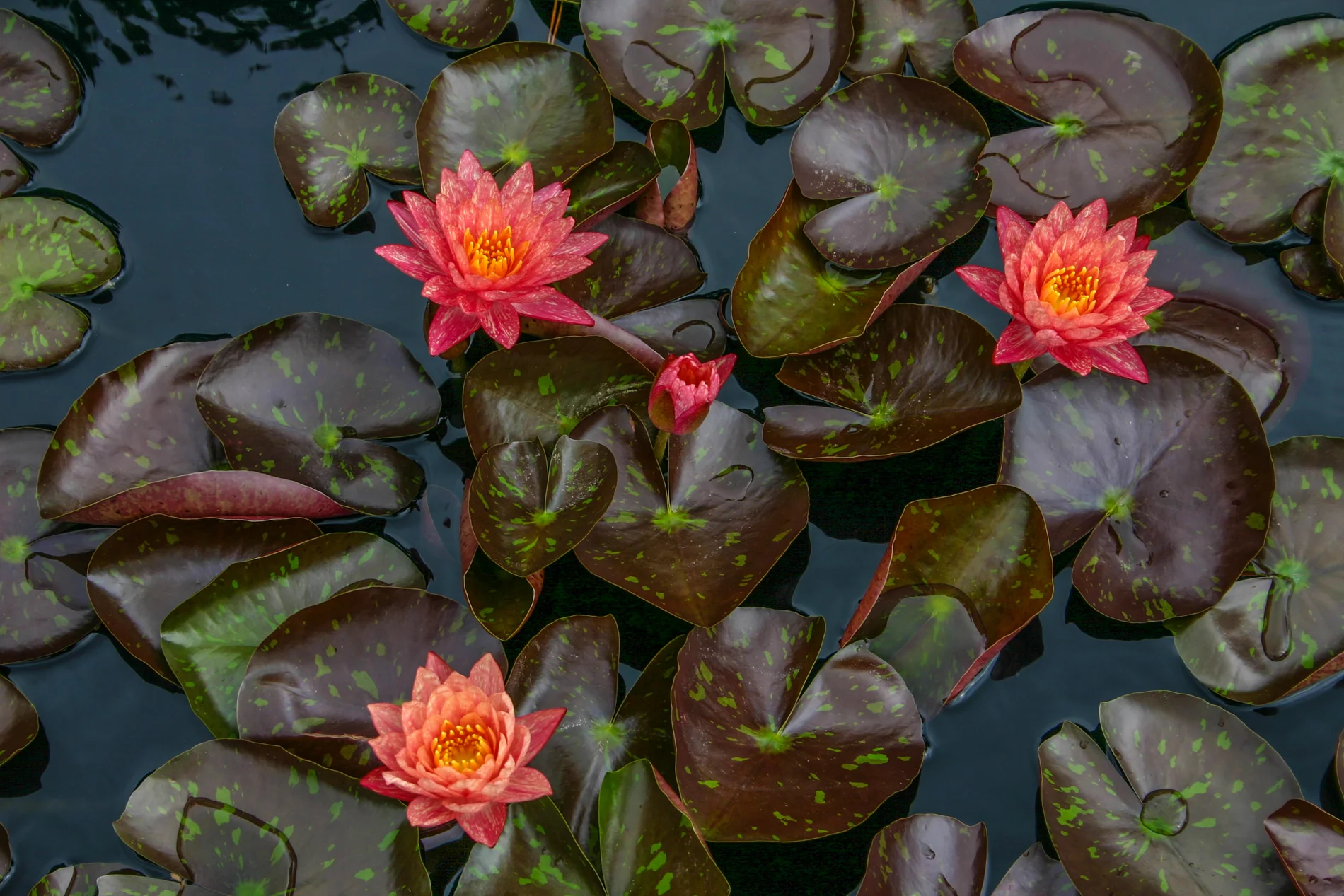 Nymphaea 'Wanvisa' — Florida Aquatic Nurseries