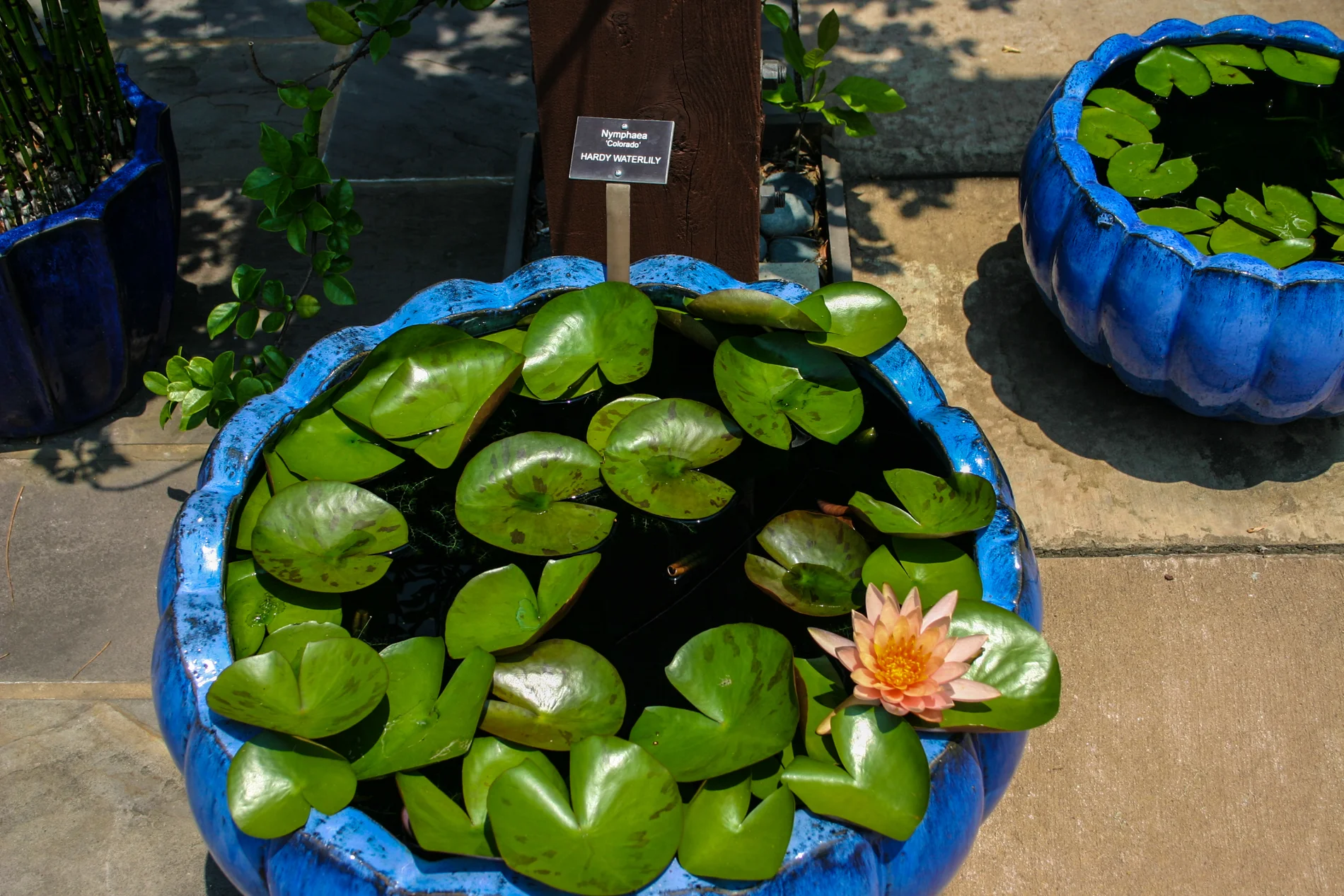 Nymphaea 'Colorado' — Florida Aquatic Nurseries