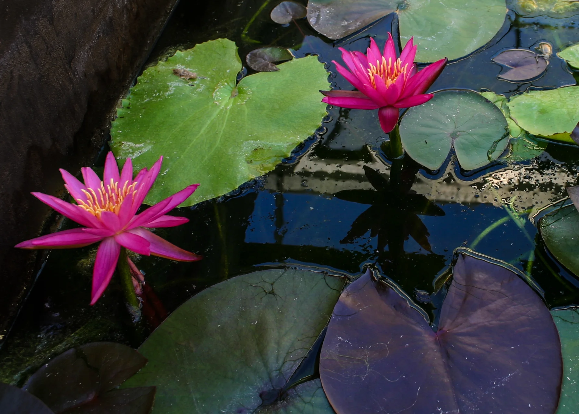 Nymphaea 'Dallas' — Florida Aquatic Nurseries