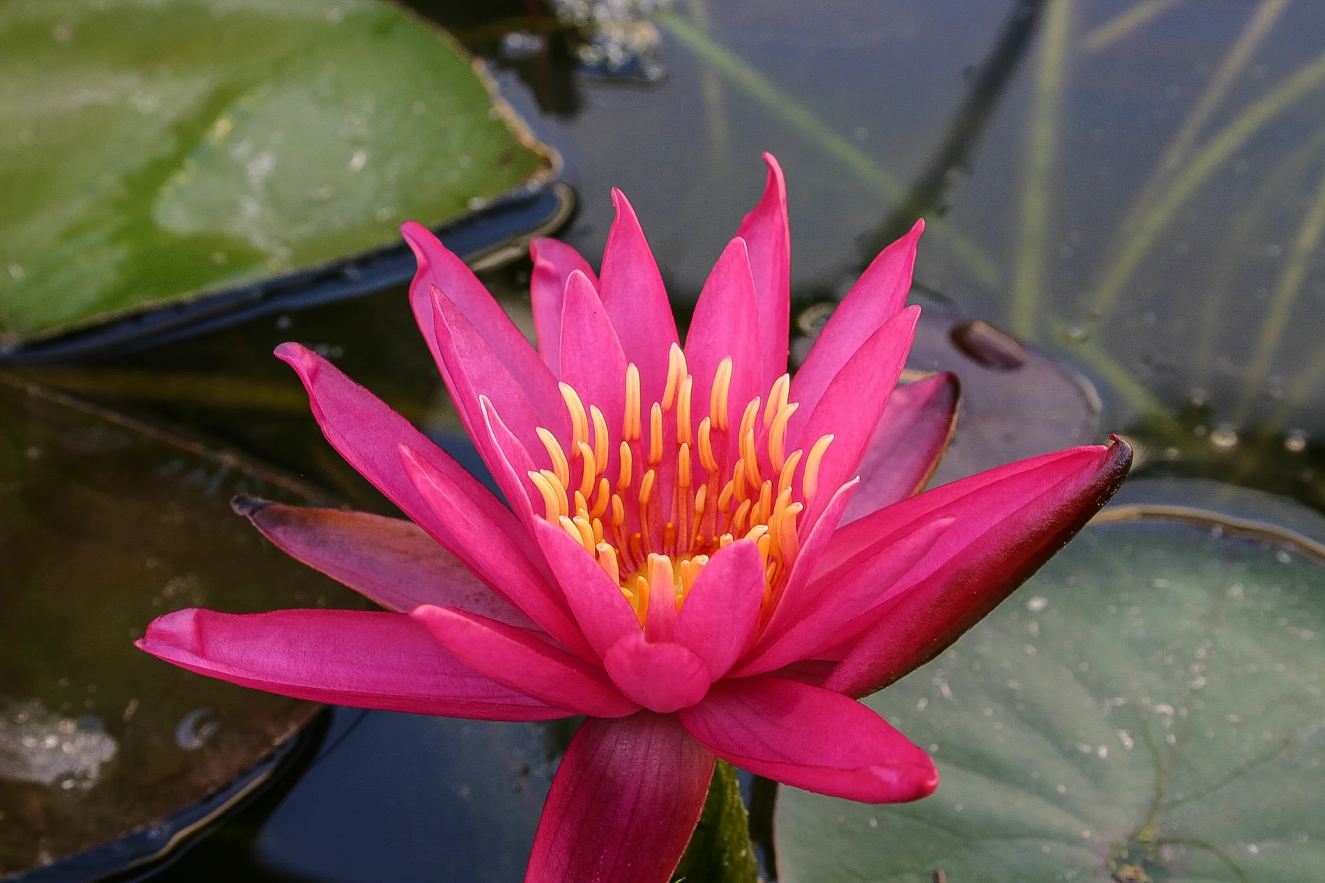 Nymphaea 'Dallas' — Florida Aquatic Nurseries