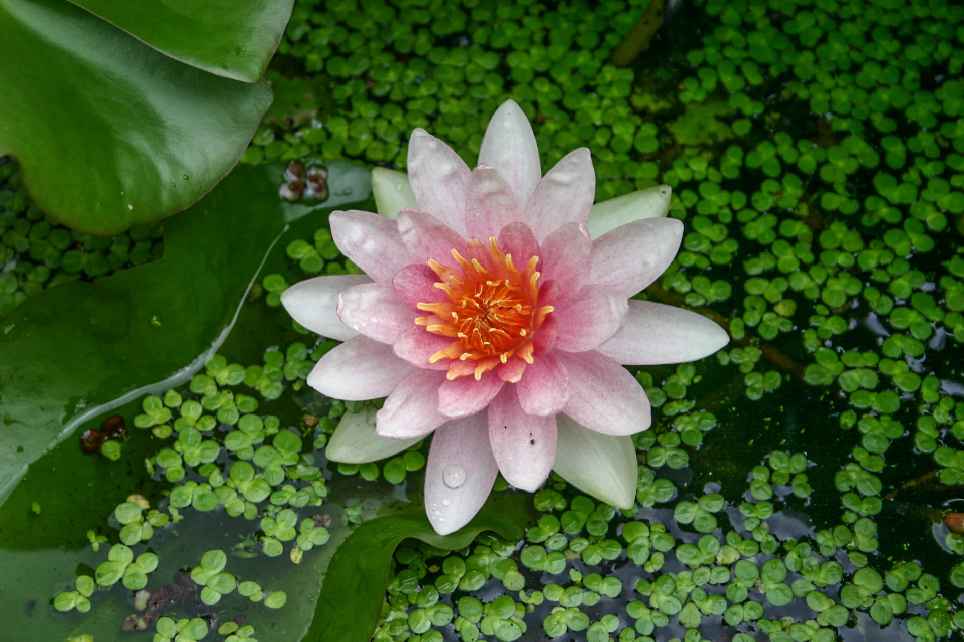 Nymphaea 'Fabiola' — Florida Aquatic Nurseries