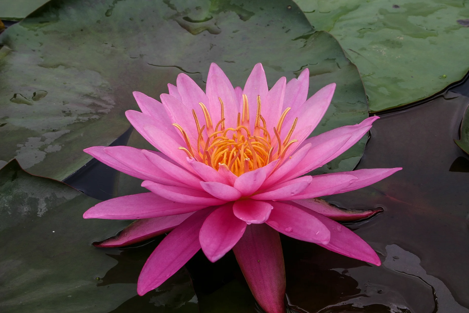 Nymphaea 'Mayla' — Florida Aquatic Nurseries
