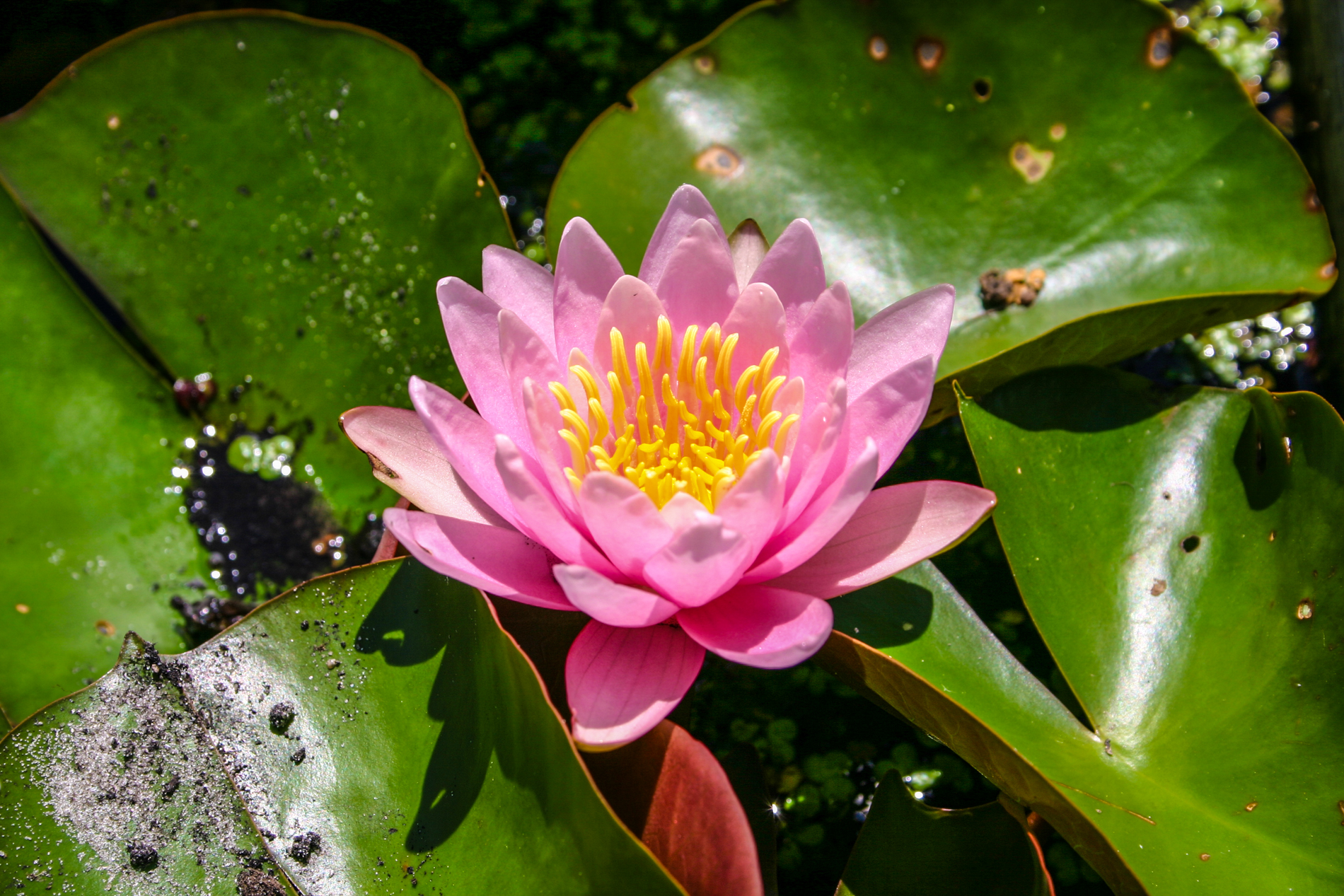 Nymphaea 'Pink Beauty' — Florida Aquatic Nurseries