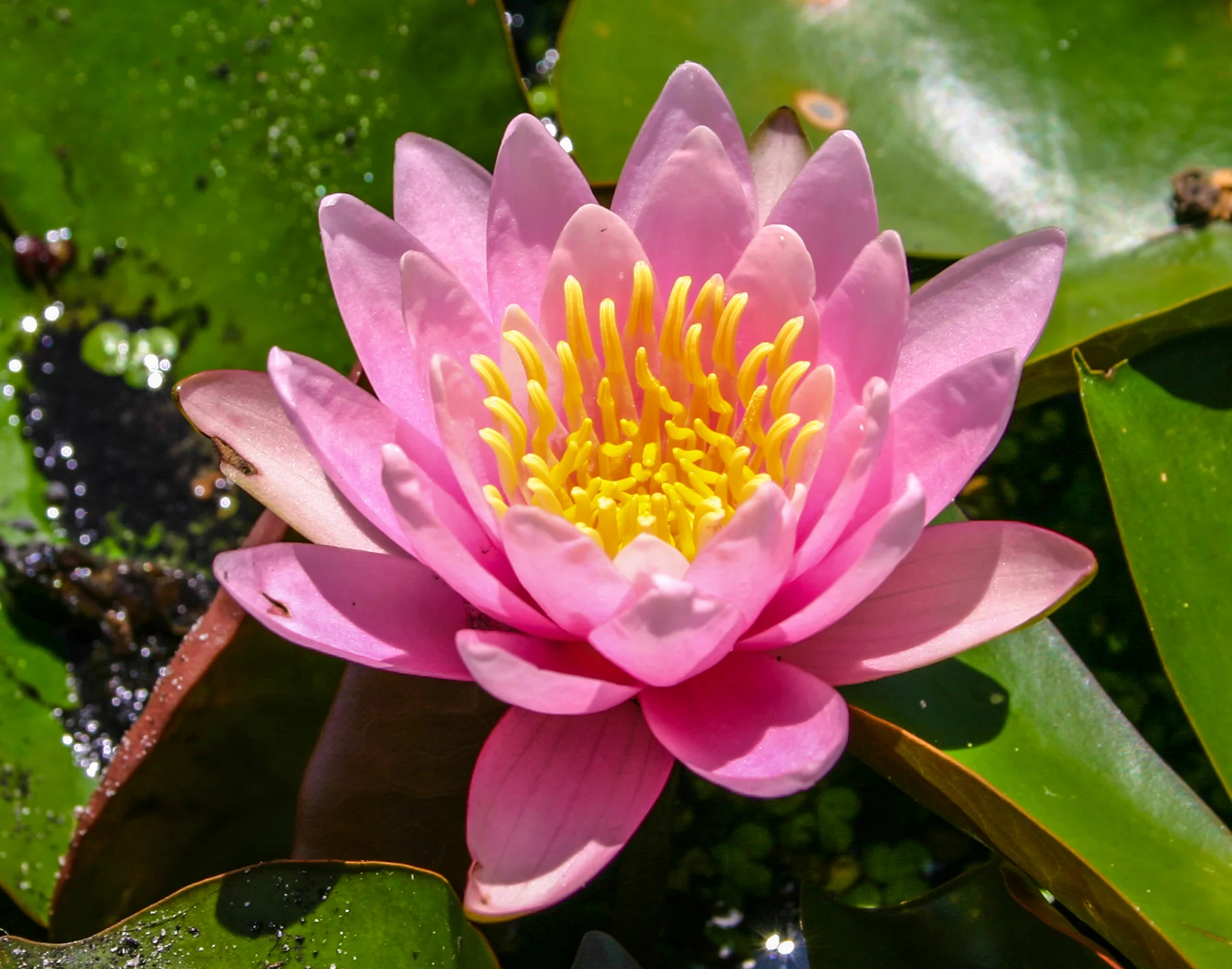 Nymphaea 'Pink Beauty' — Florida Aquatic Nurseries