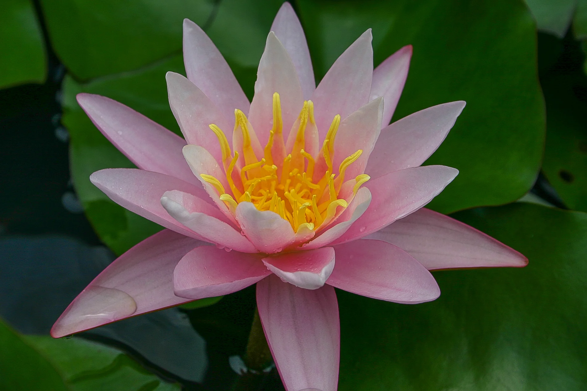 Nymphaea 'Pink Sensation' — Florida Aquatic Nurseries