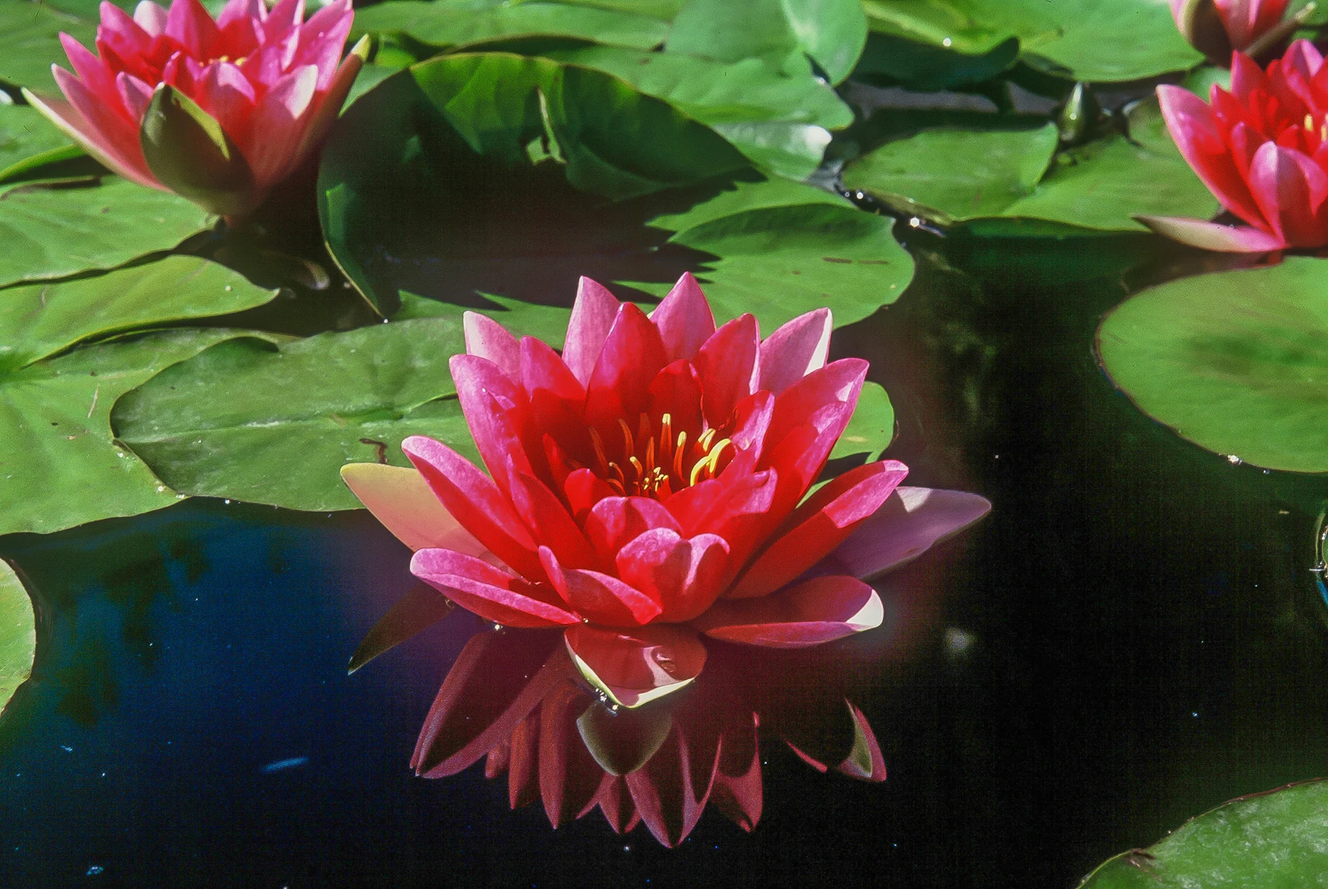 Nymphaea 'Attraction' — Florida Aquatic Nurseries