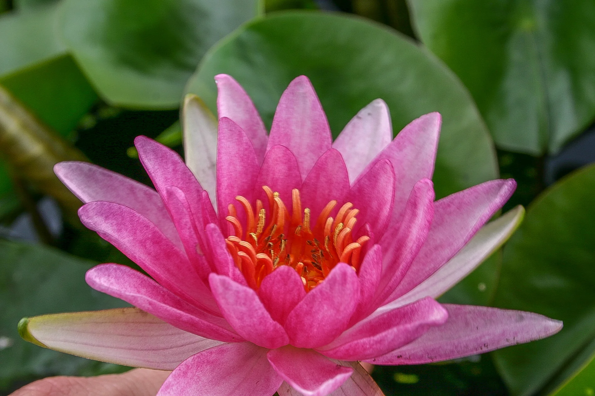 Nymphaea 'Gloriosa' — Florida Aquatic Nurseries