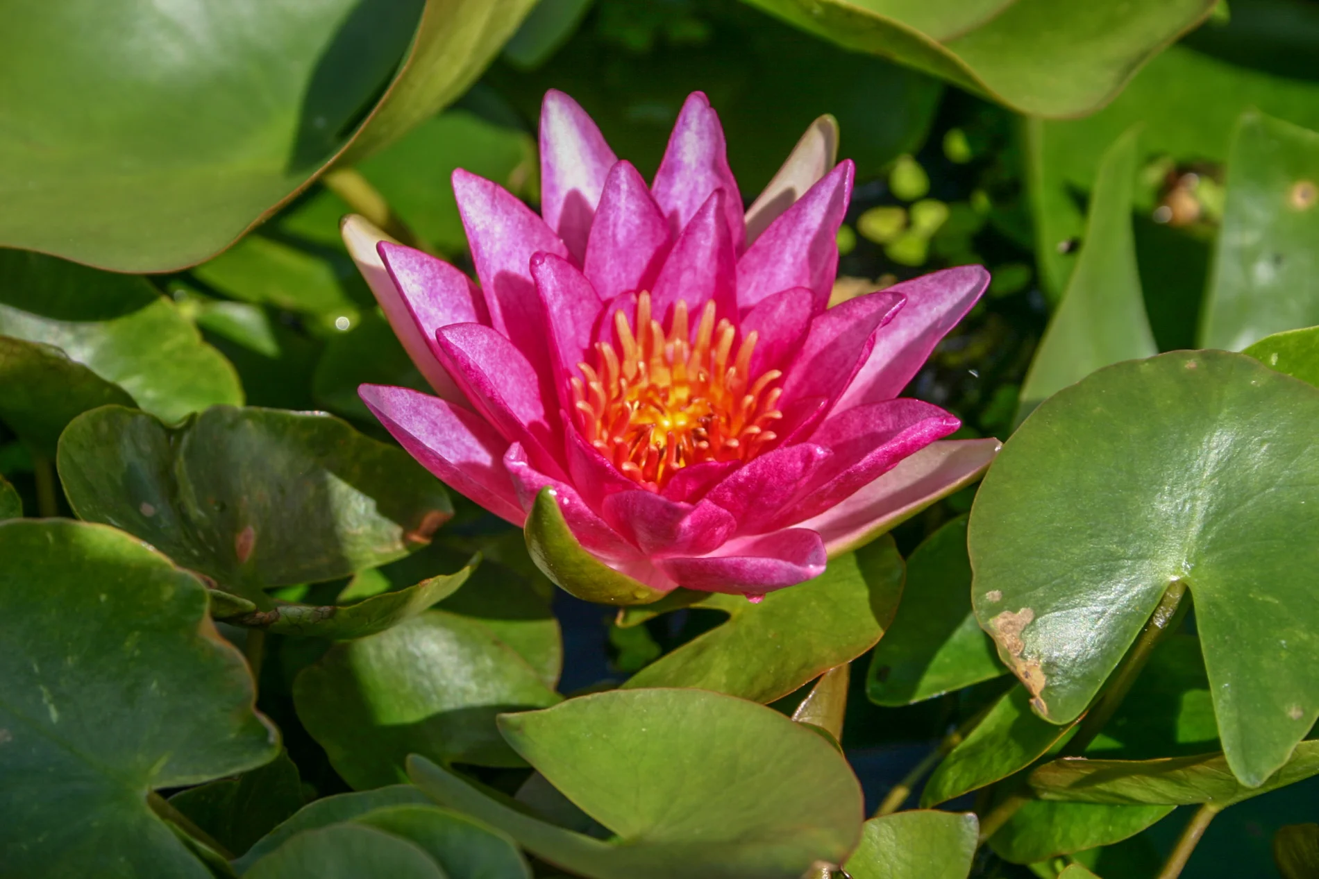 Nymphaea 'Gloriosa' — Florida Aquatic Nurseries